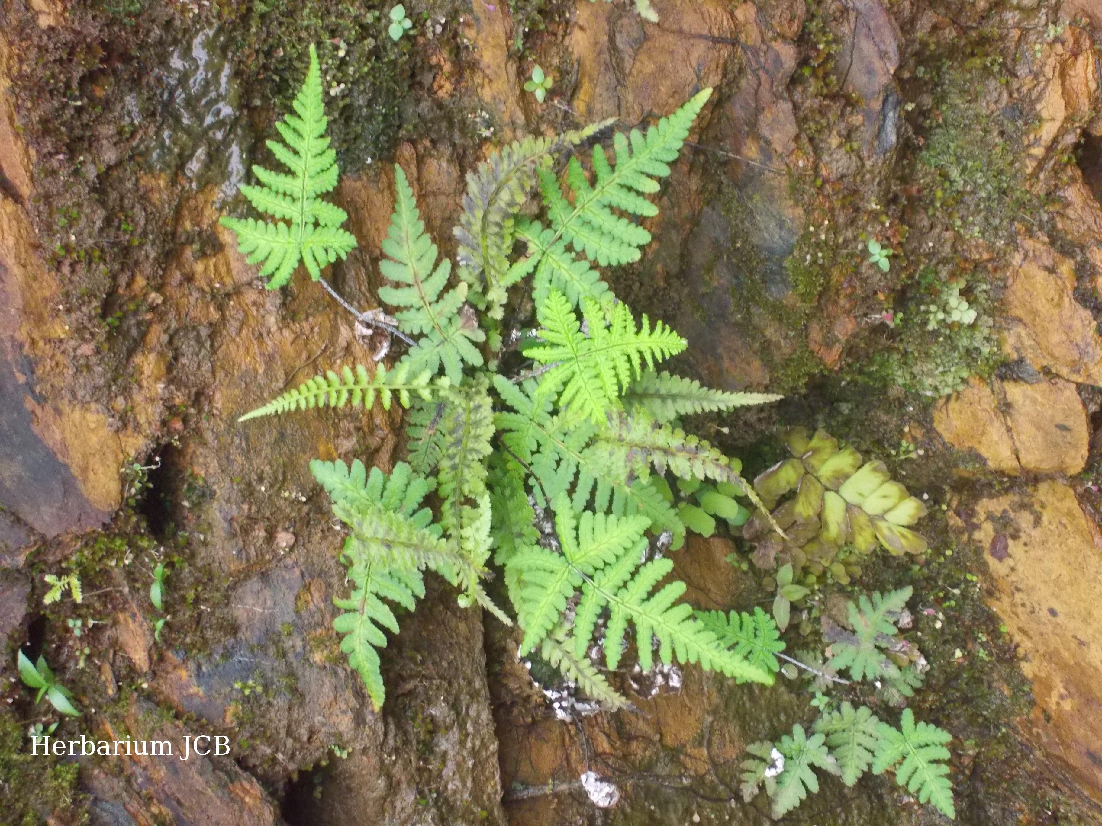 Herbarium JCB