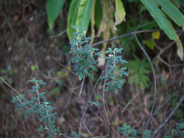 Herbarium JCB
