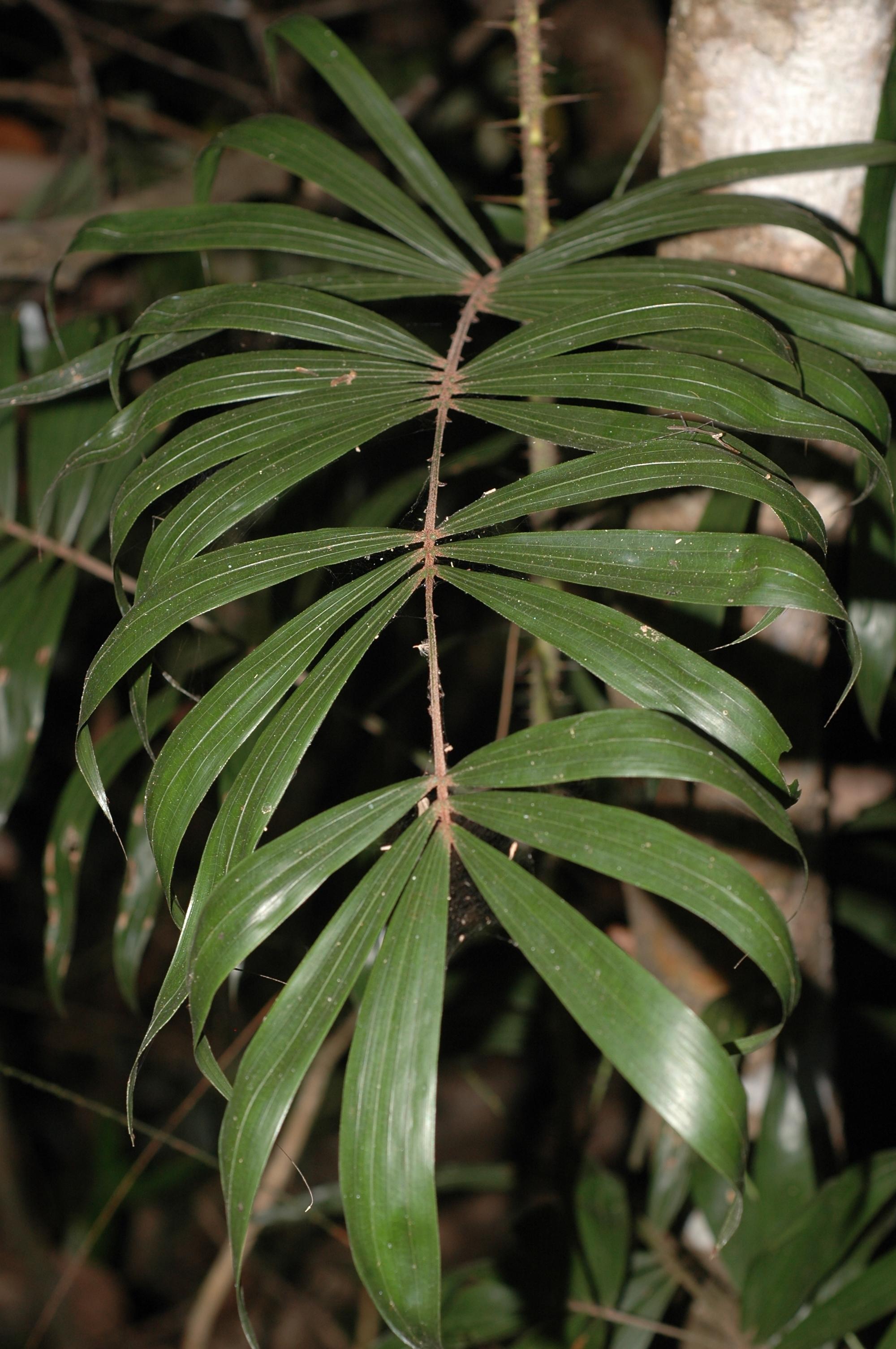 Herbarium JCB