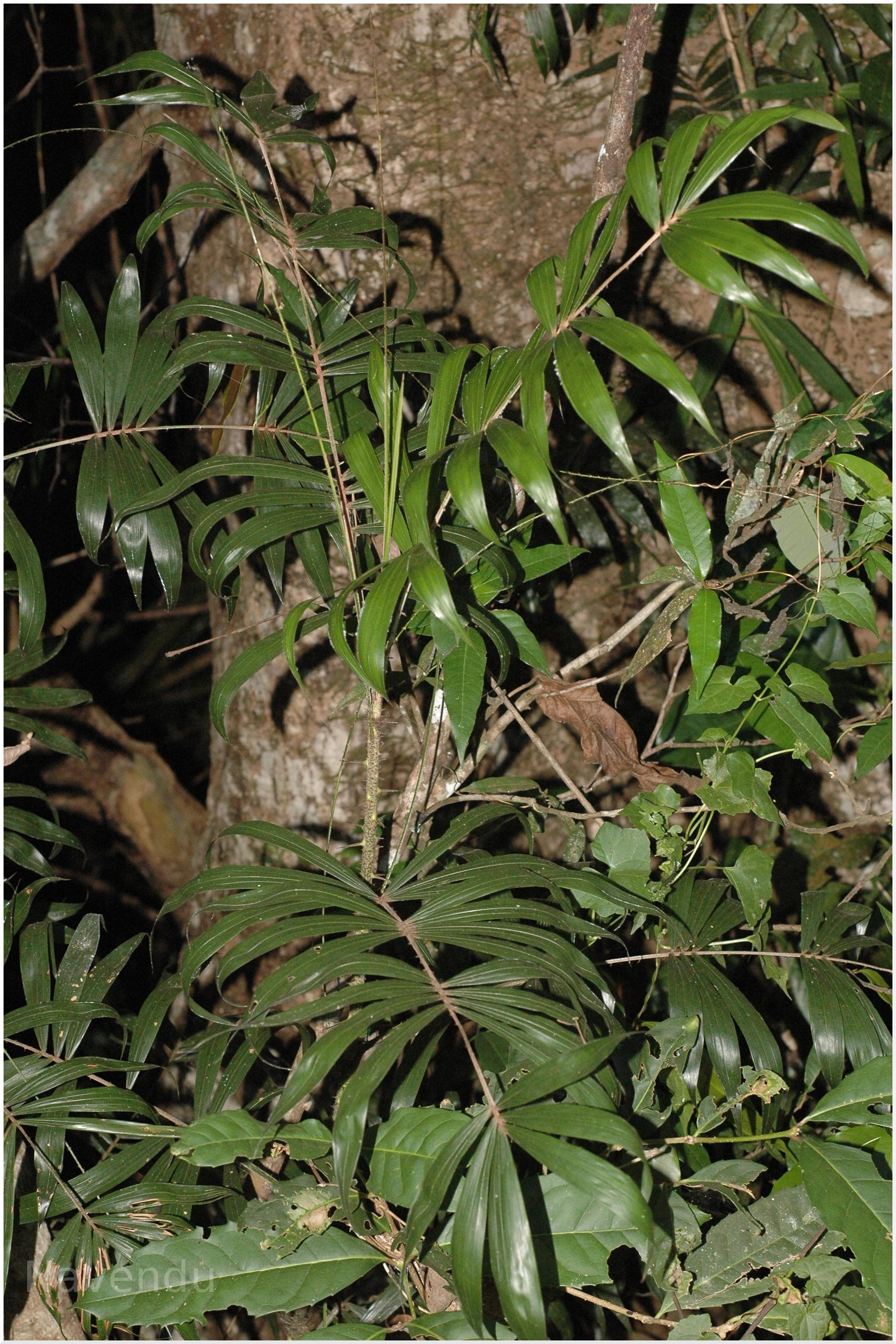 Herbarium JCB