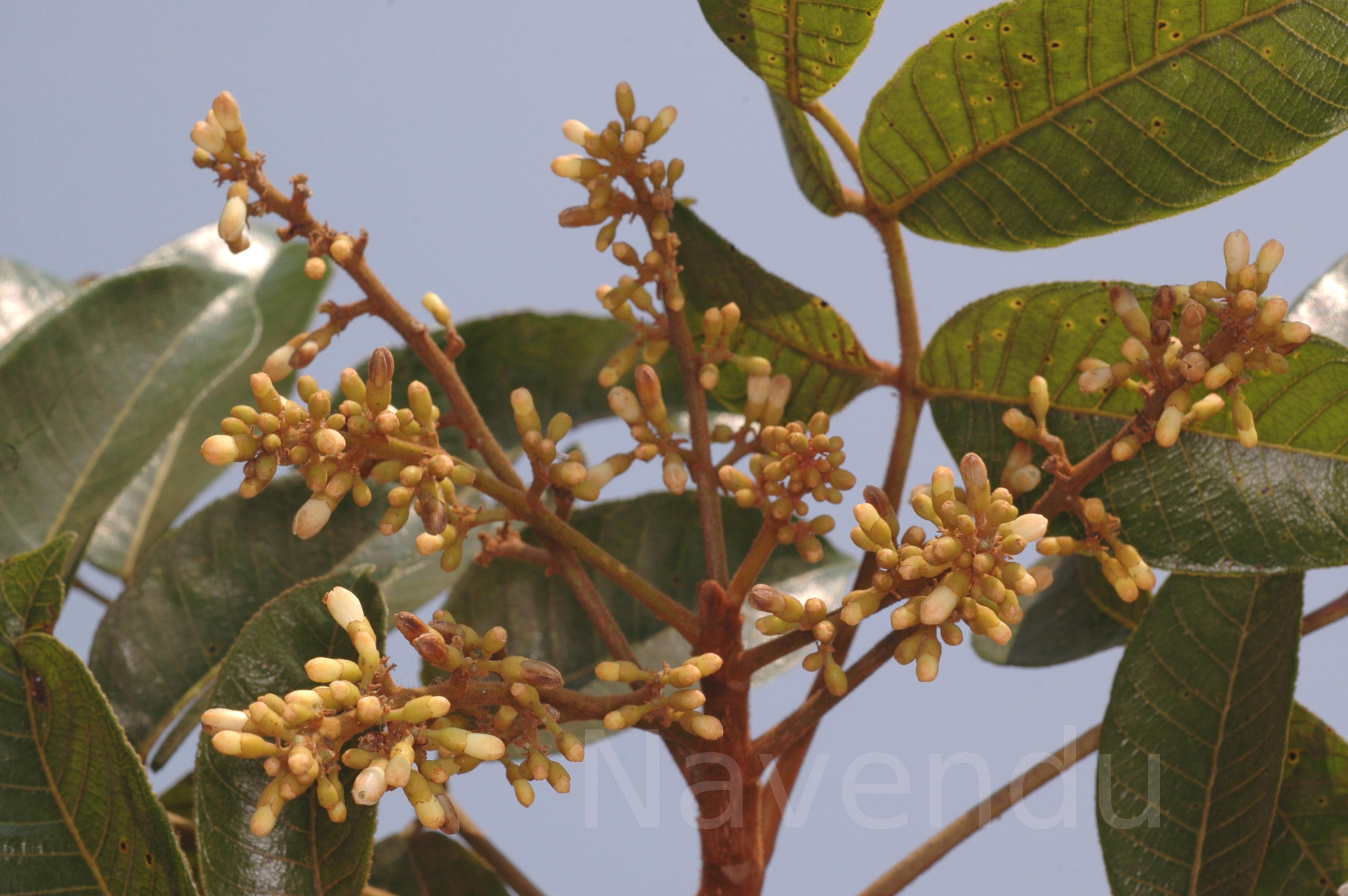 Herbarium JCB