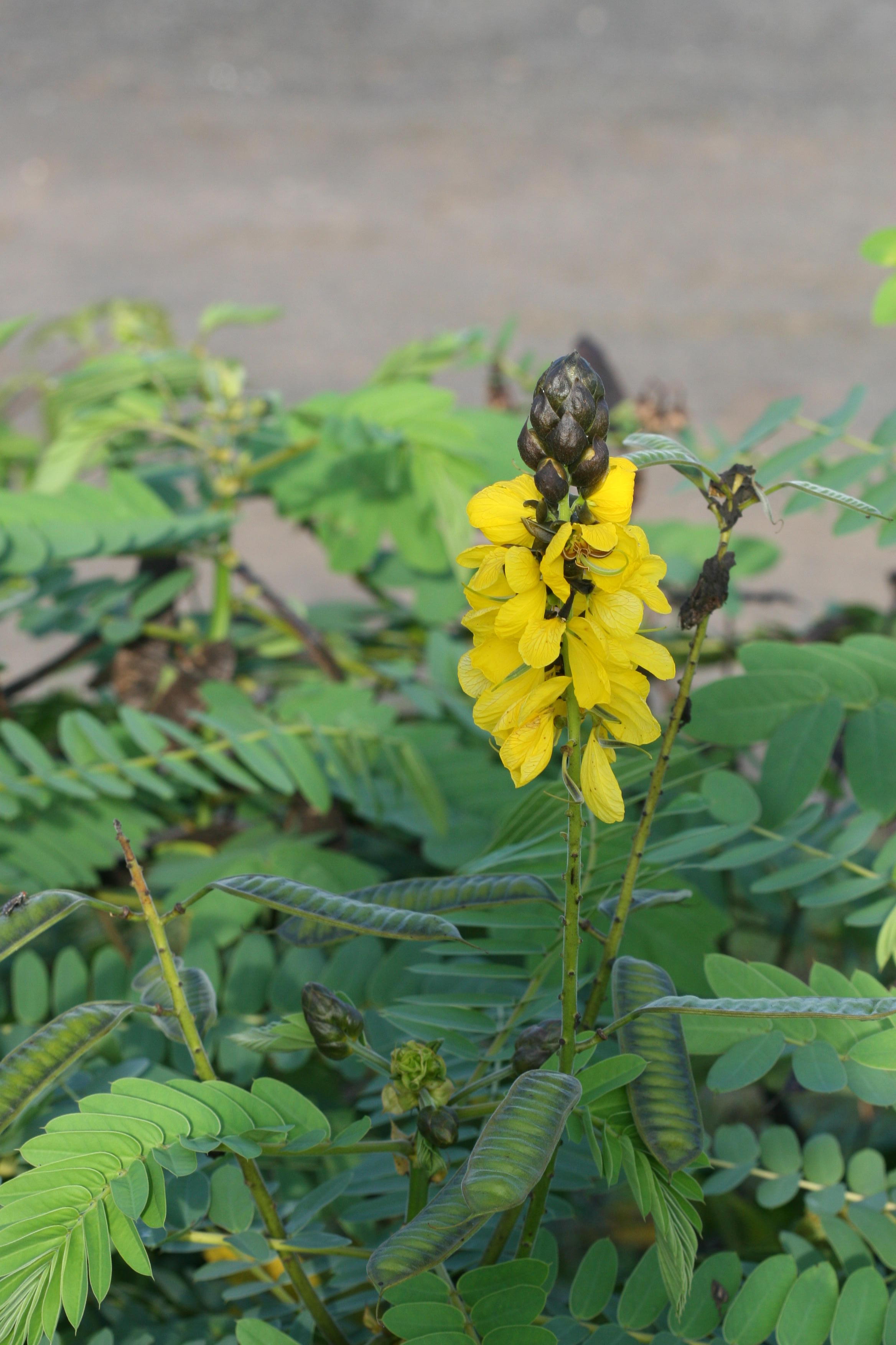 Herbarium JCB