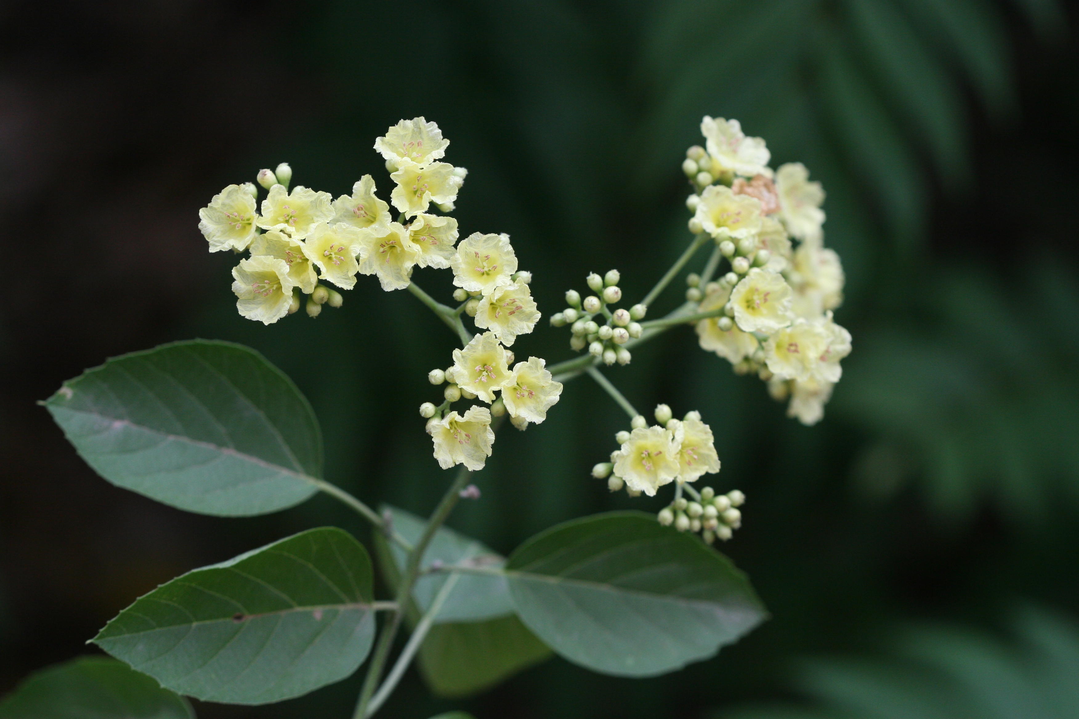 Herbarium JCB