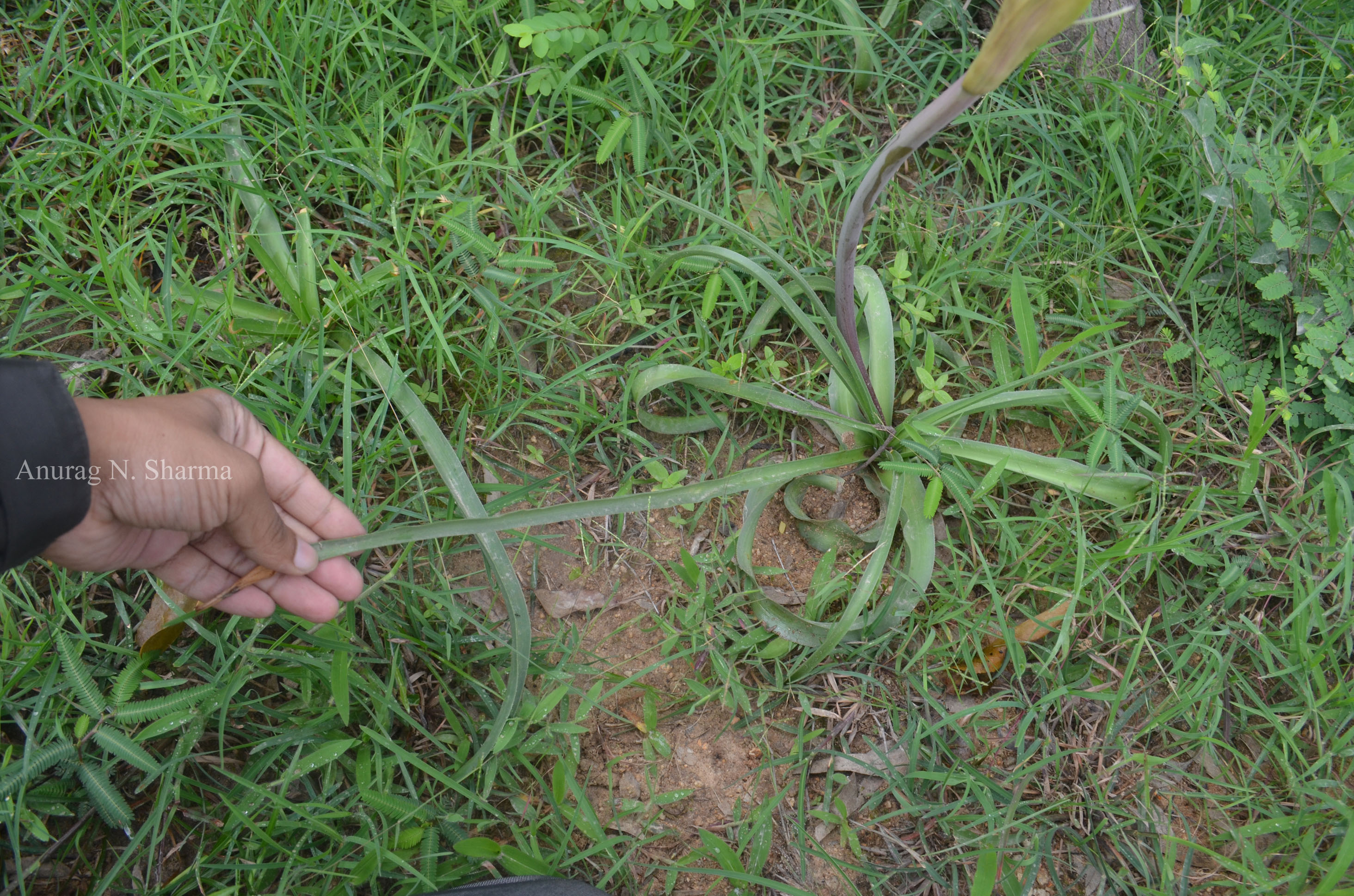 Herbarium JCB