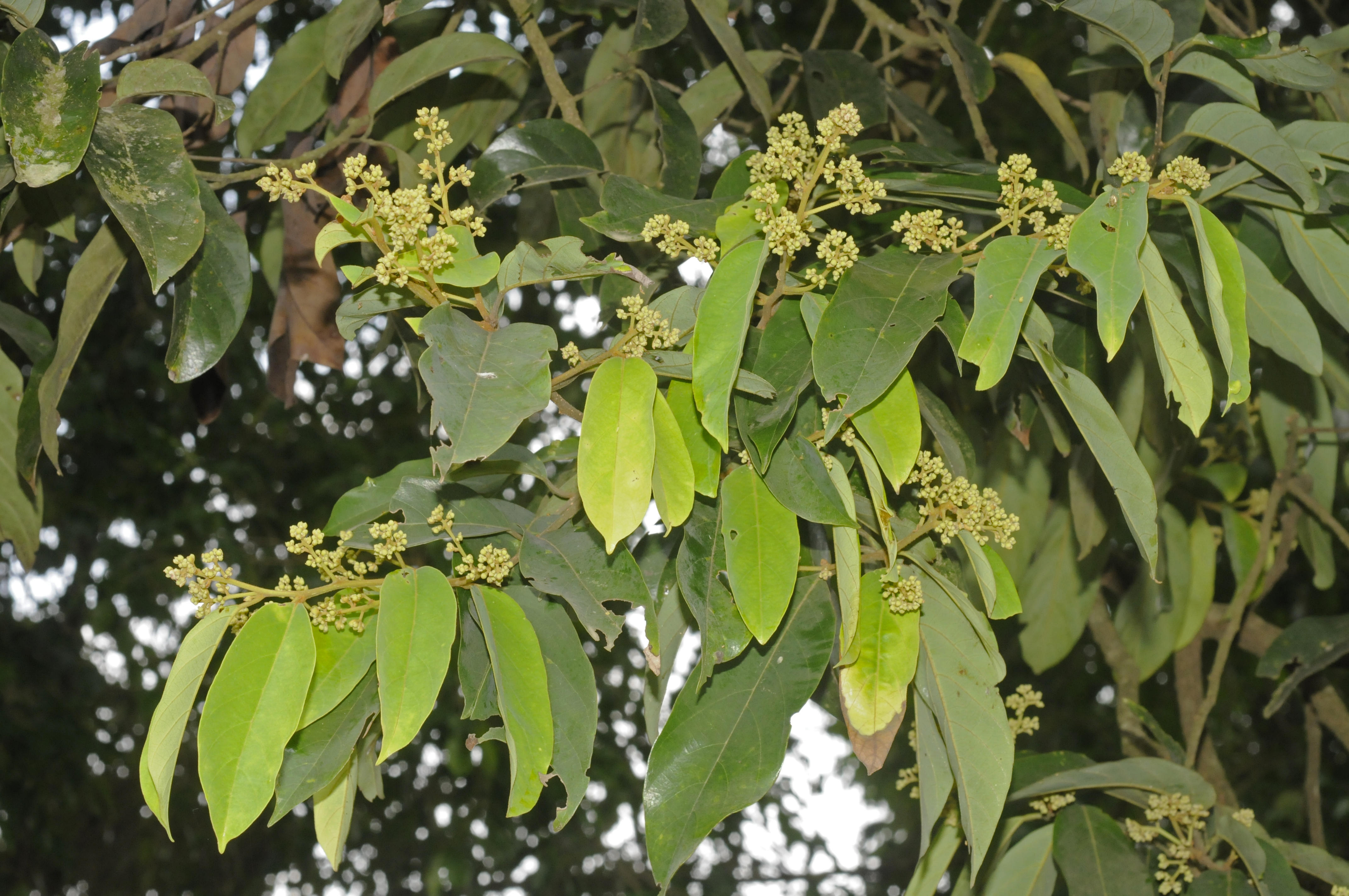 Herbarium JCB