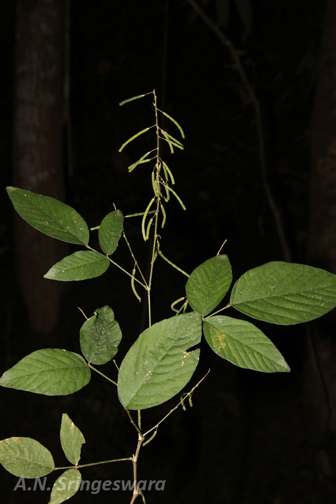 Herbarium JCB