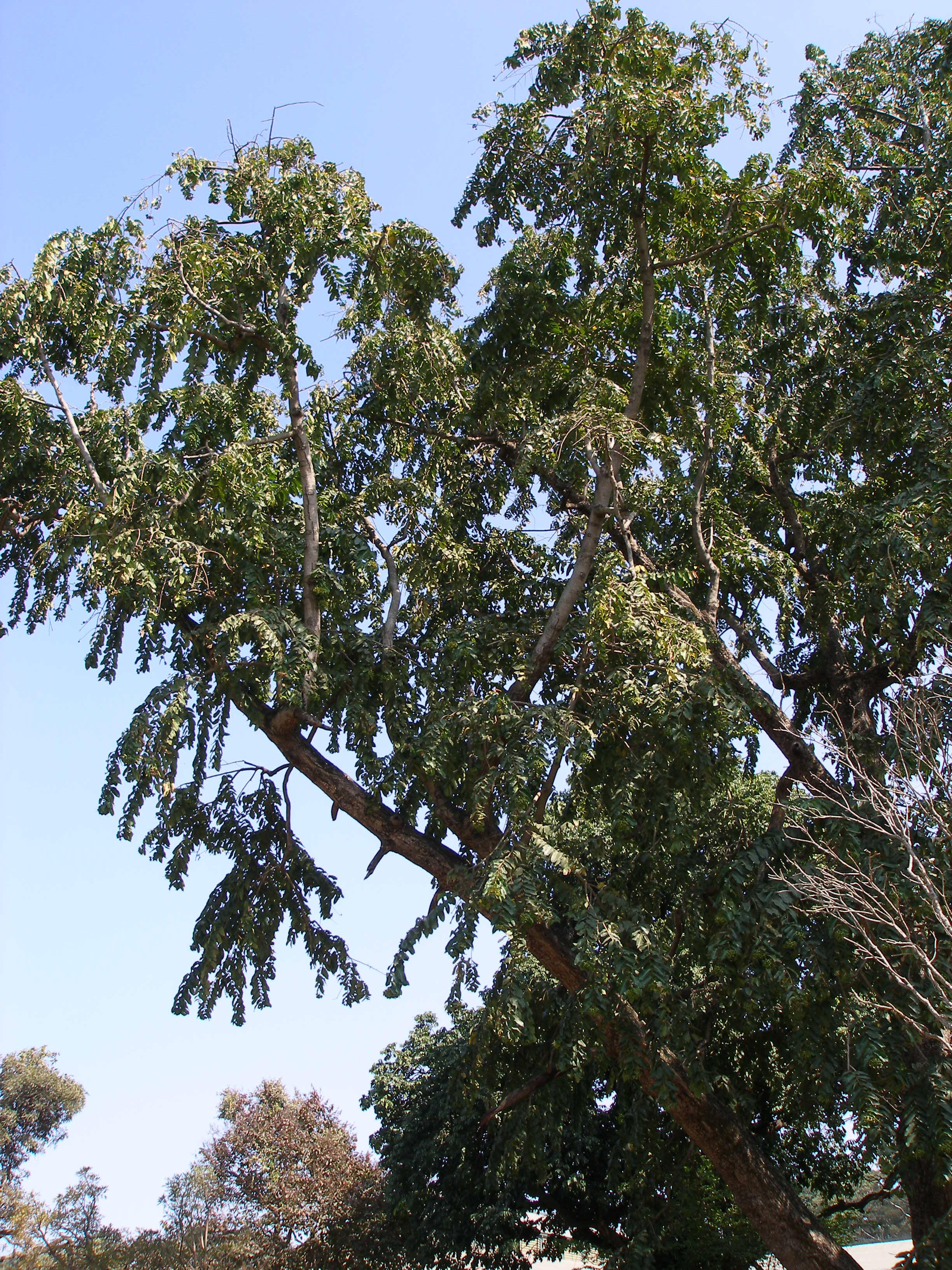 Herbarium JCB