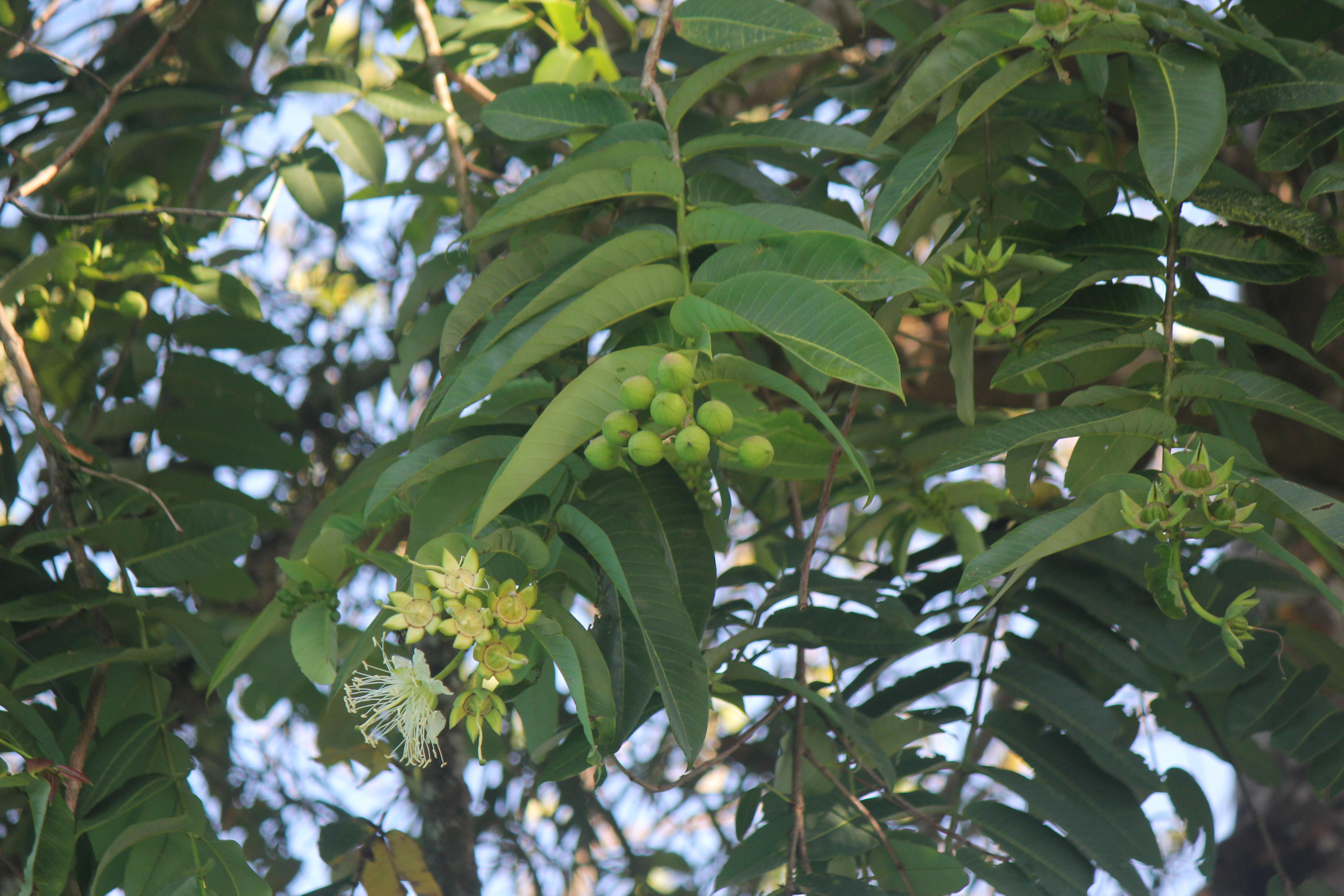 Herbarium JCB