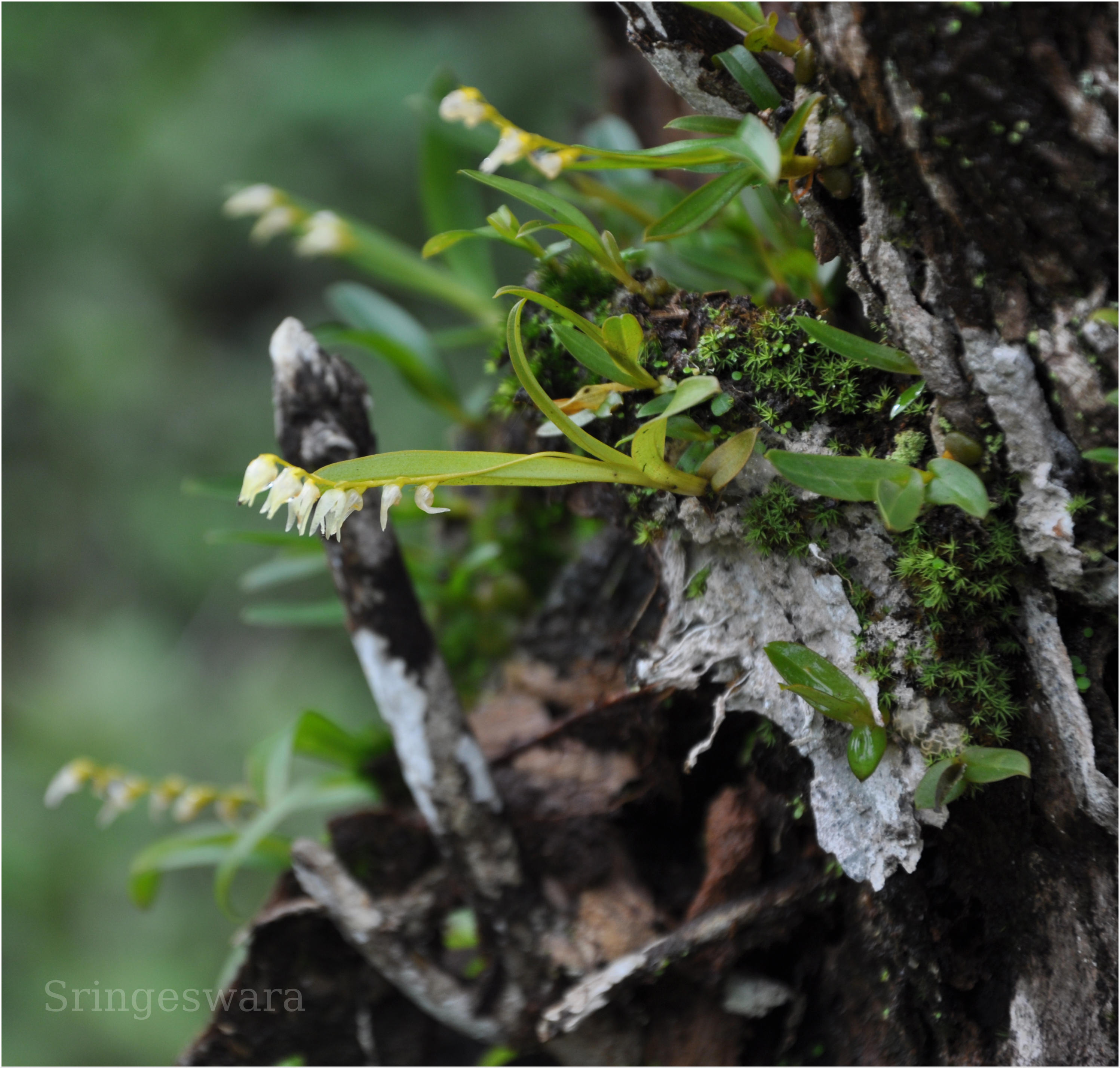 Herbarium JCB