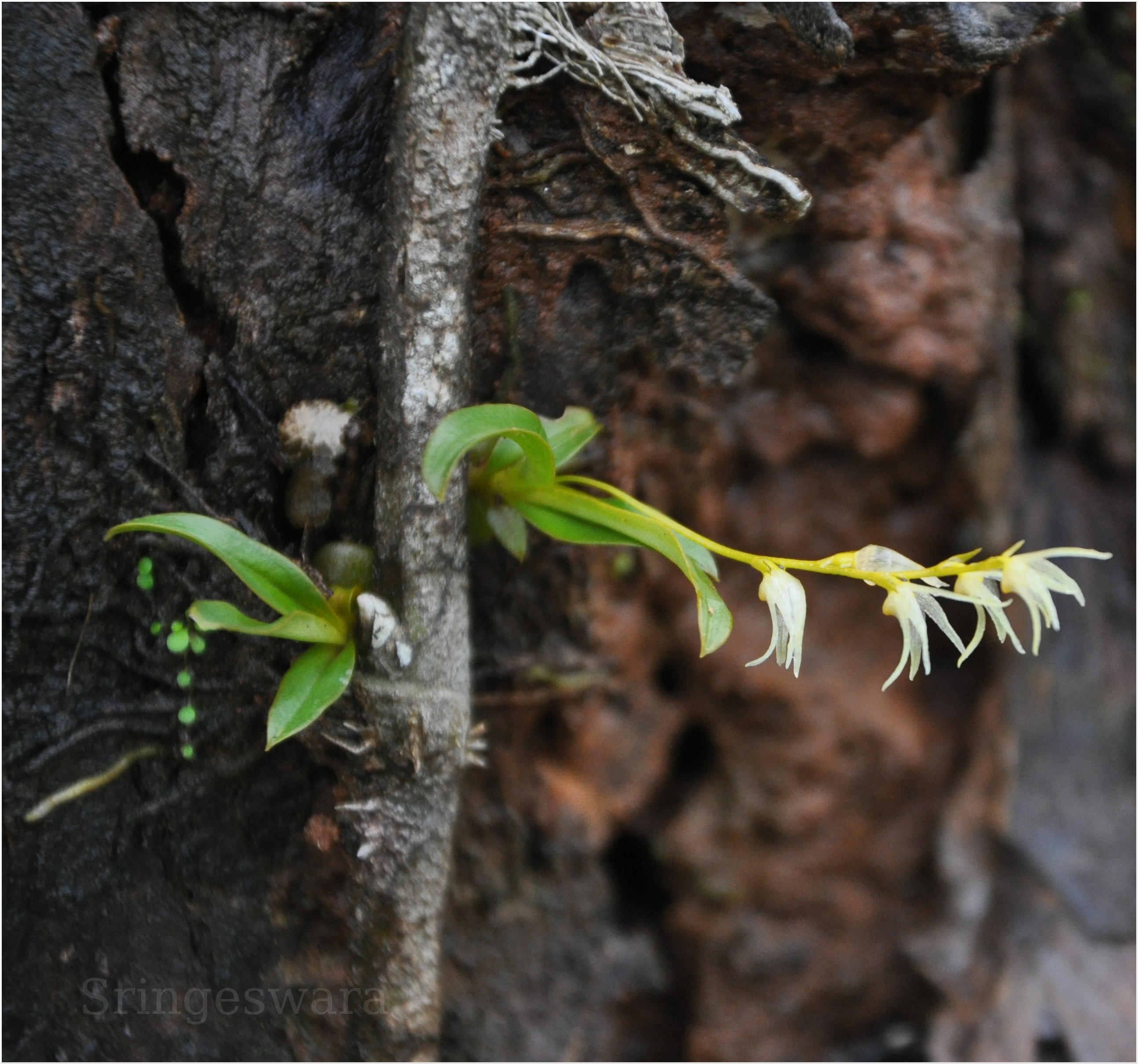 Herbarium JCB
