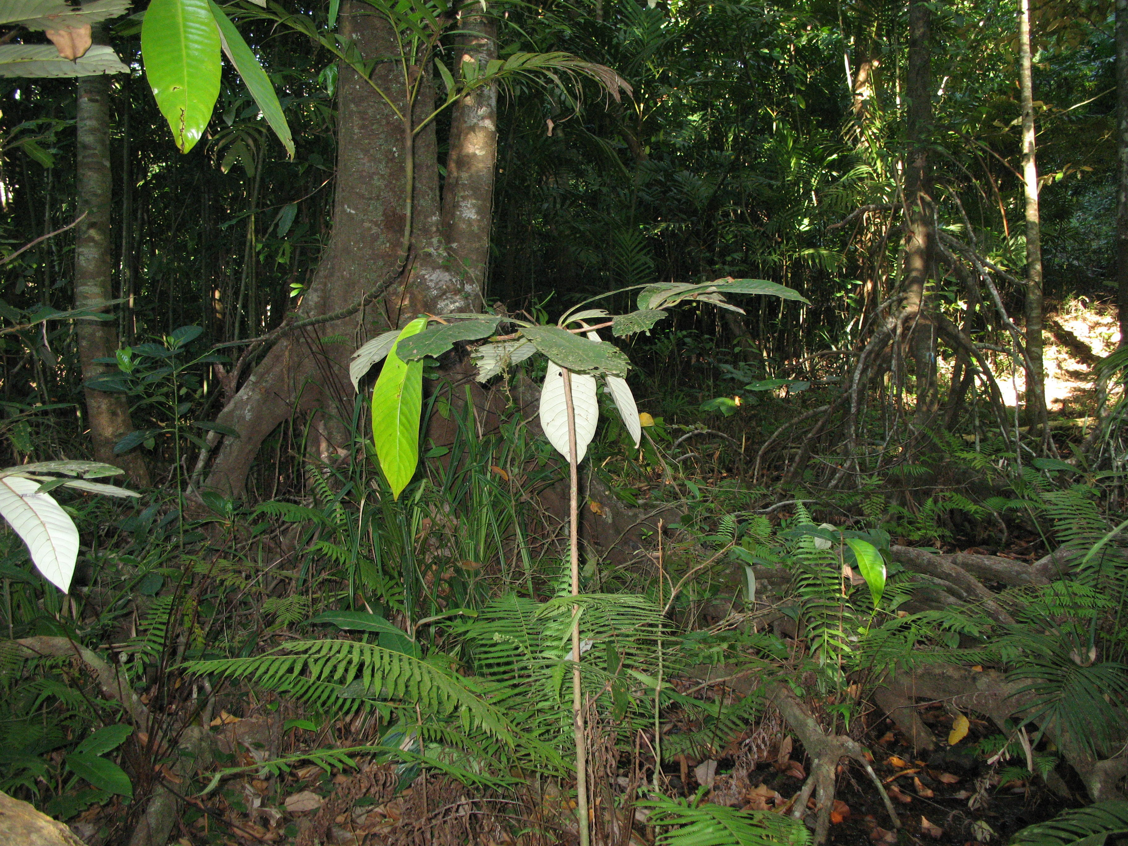 Herbarium JCB