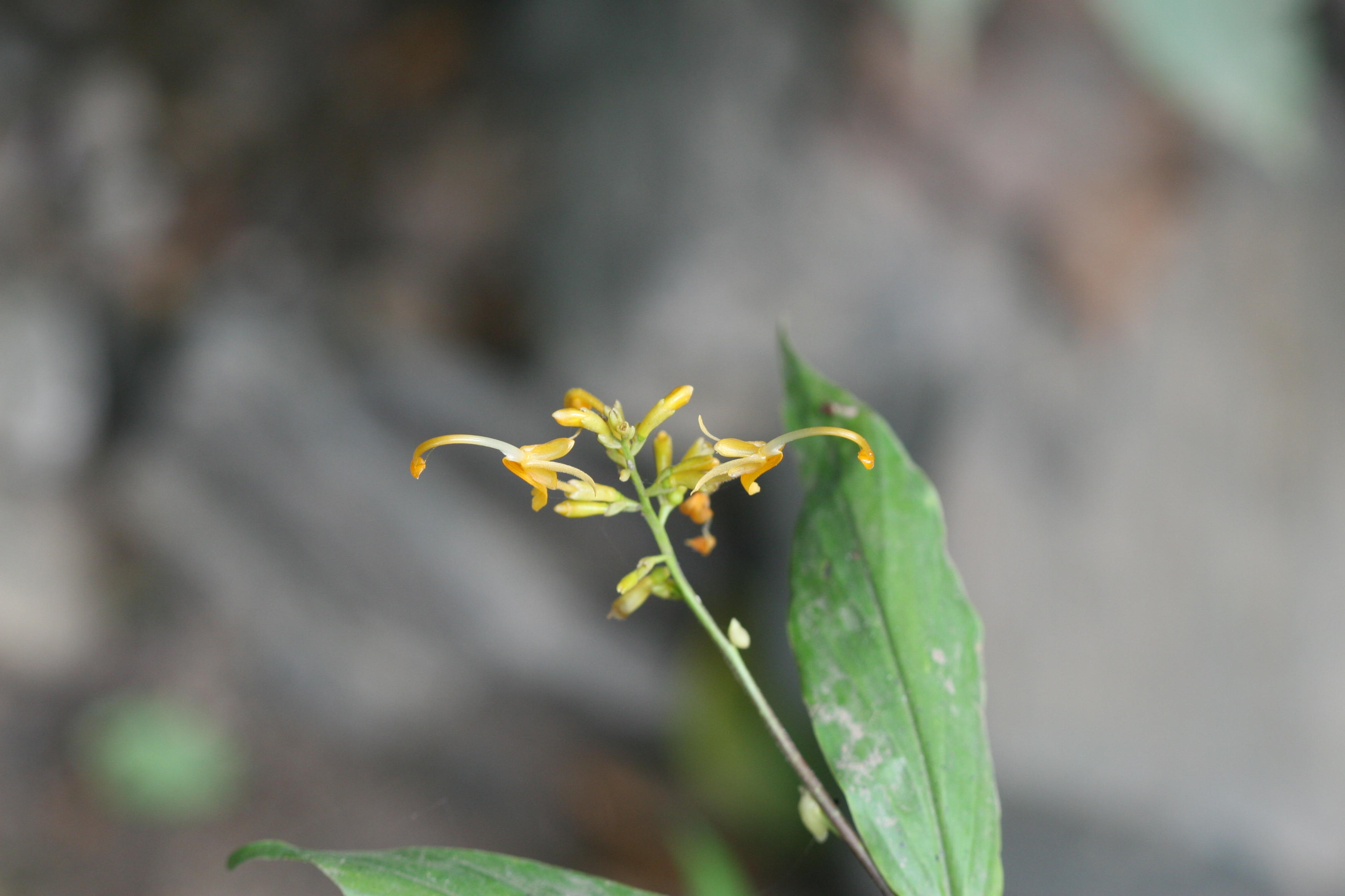 Herbarium JCB