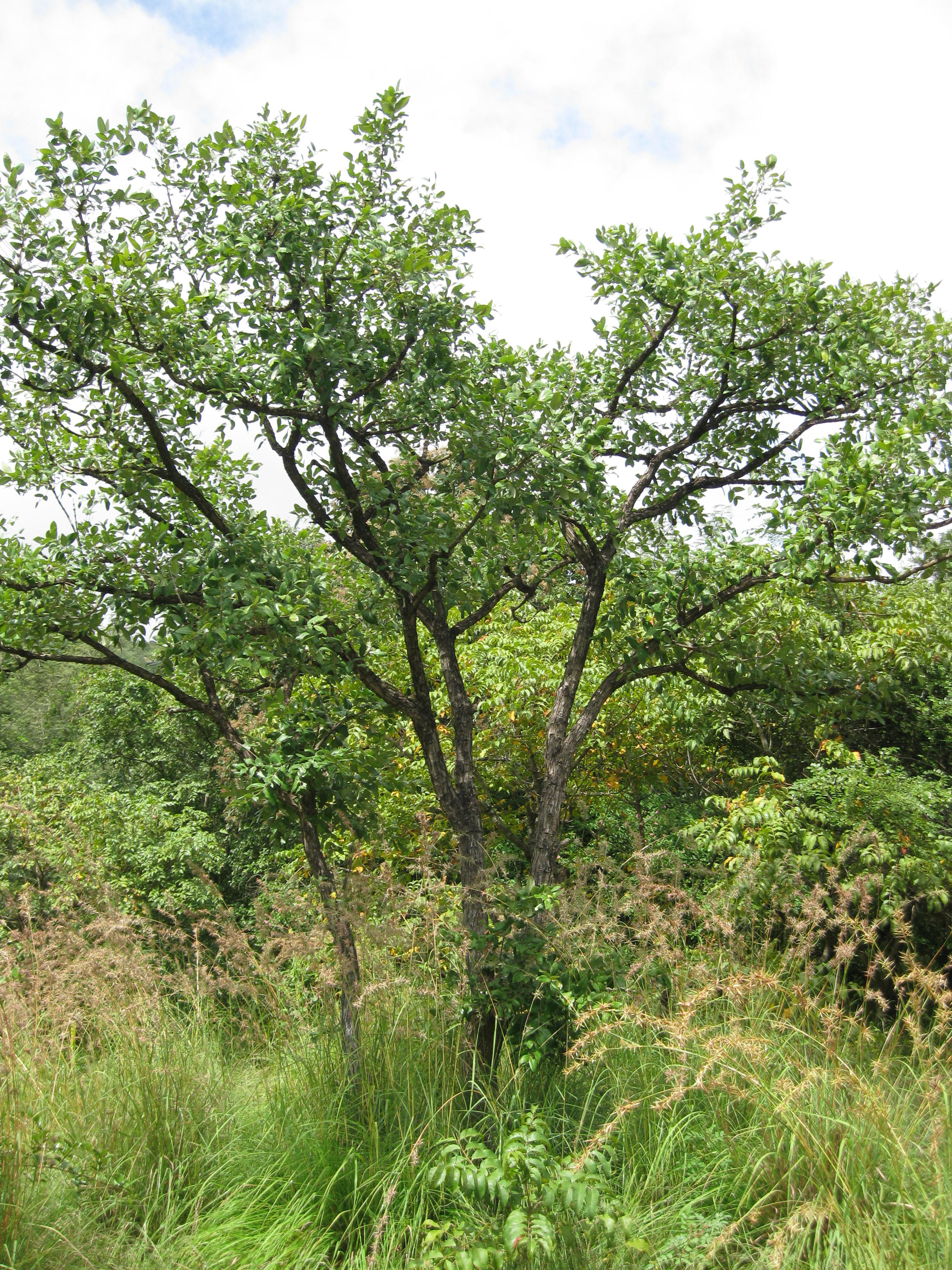 Herbarium JCB