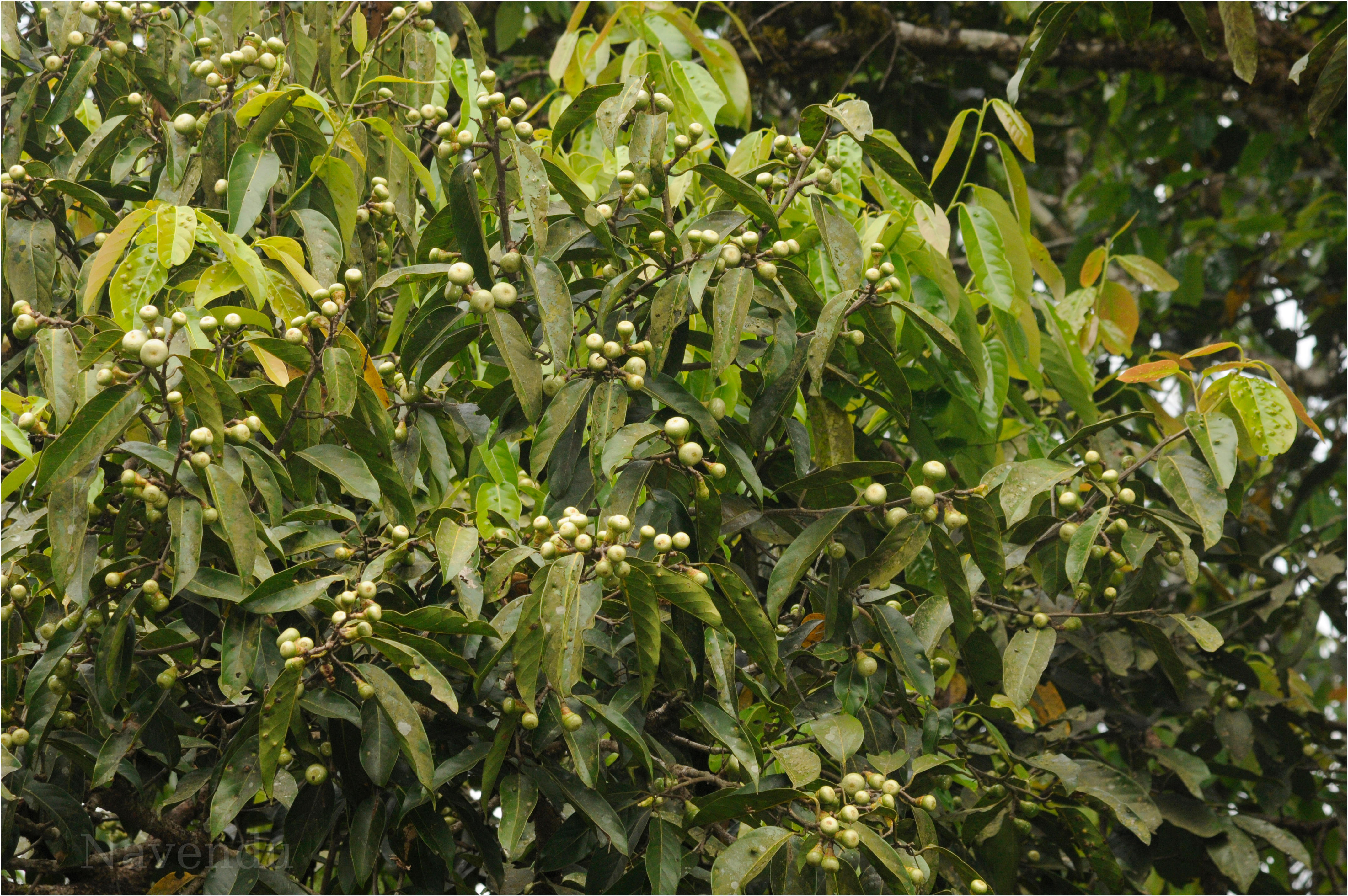 Herbarium JCB