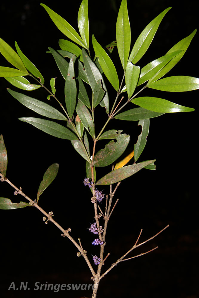Herbarium JCB