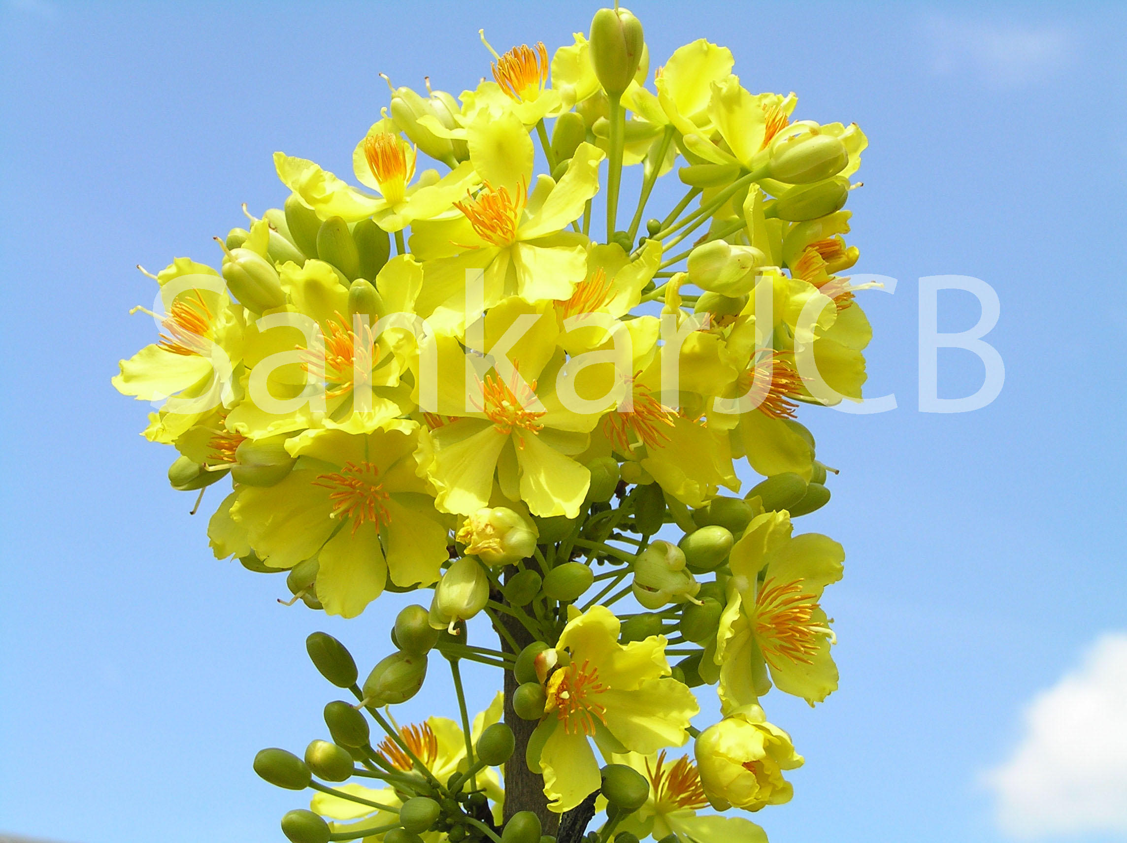 Herbarium JCB