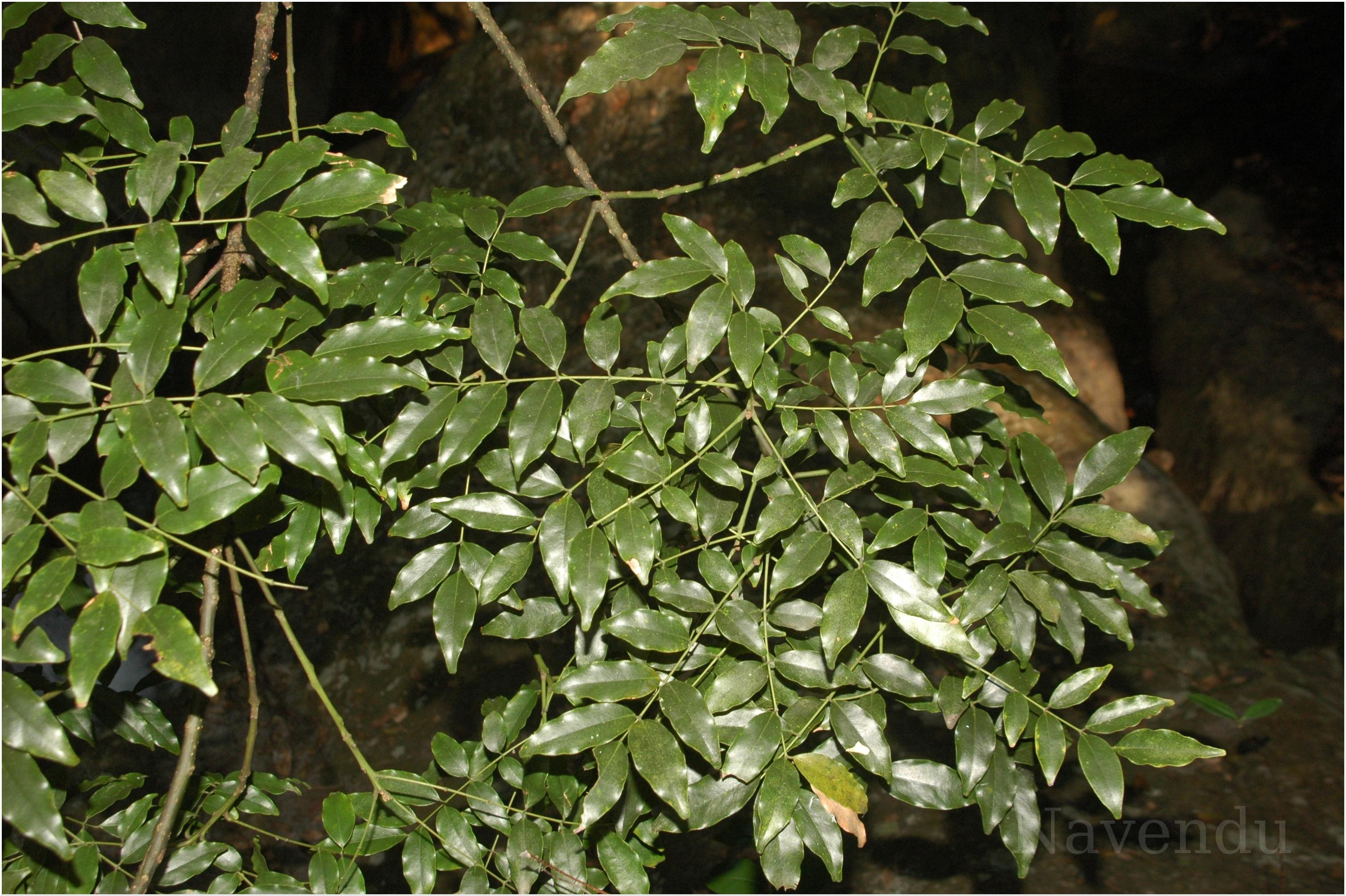 Herbarium JCB