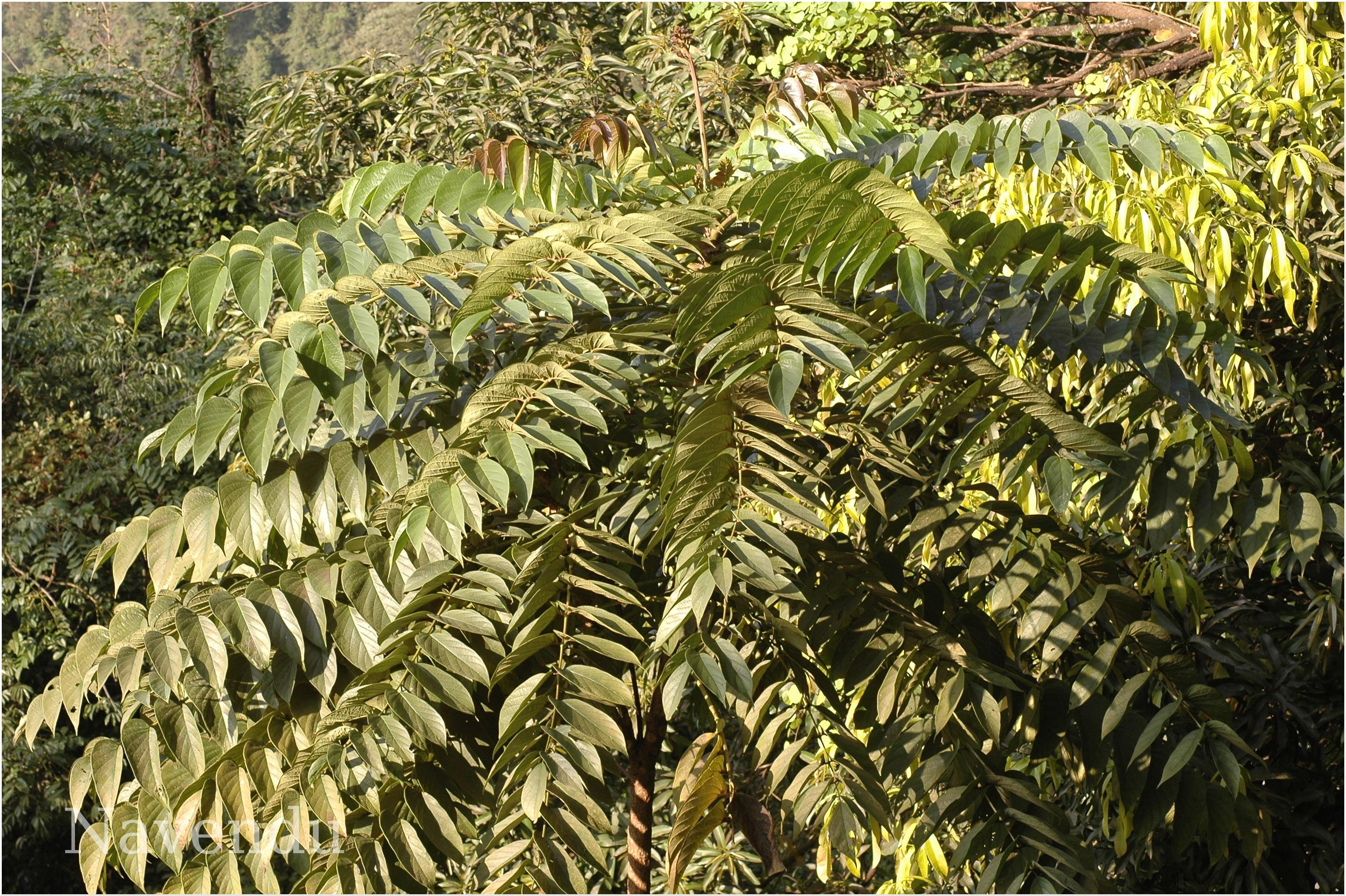 Herbarium JCB