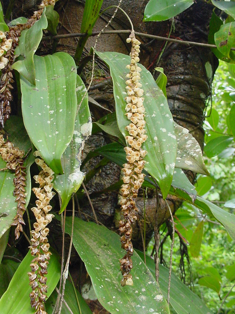 Herbarium JCB