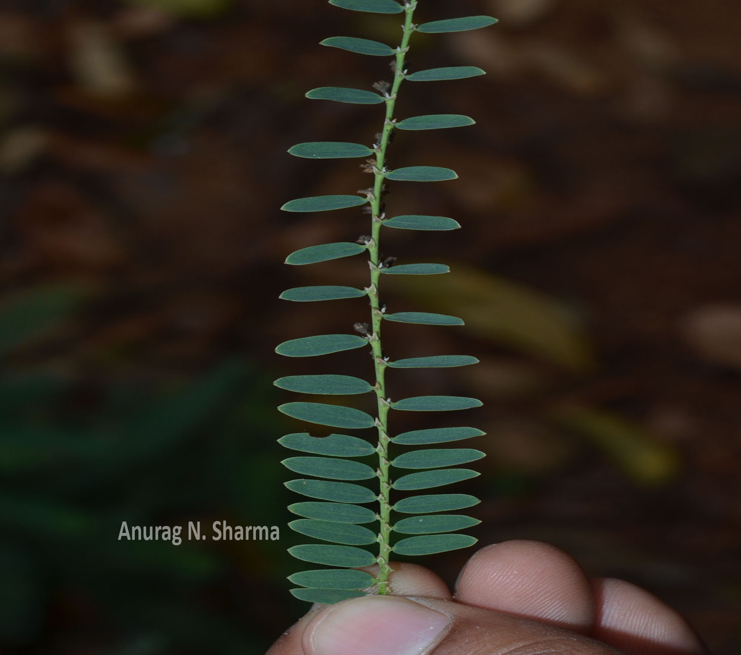 Herbarium JCB