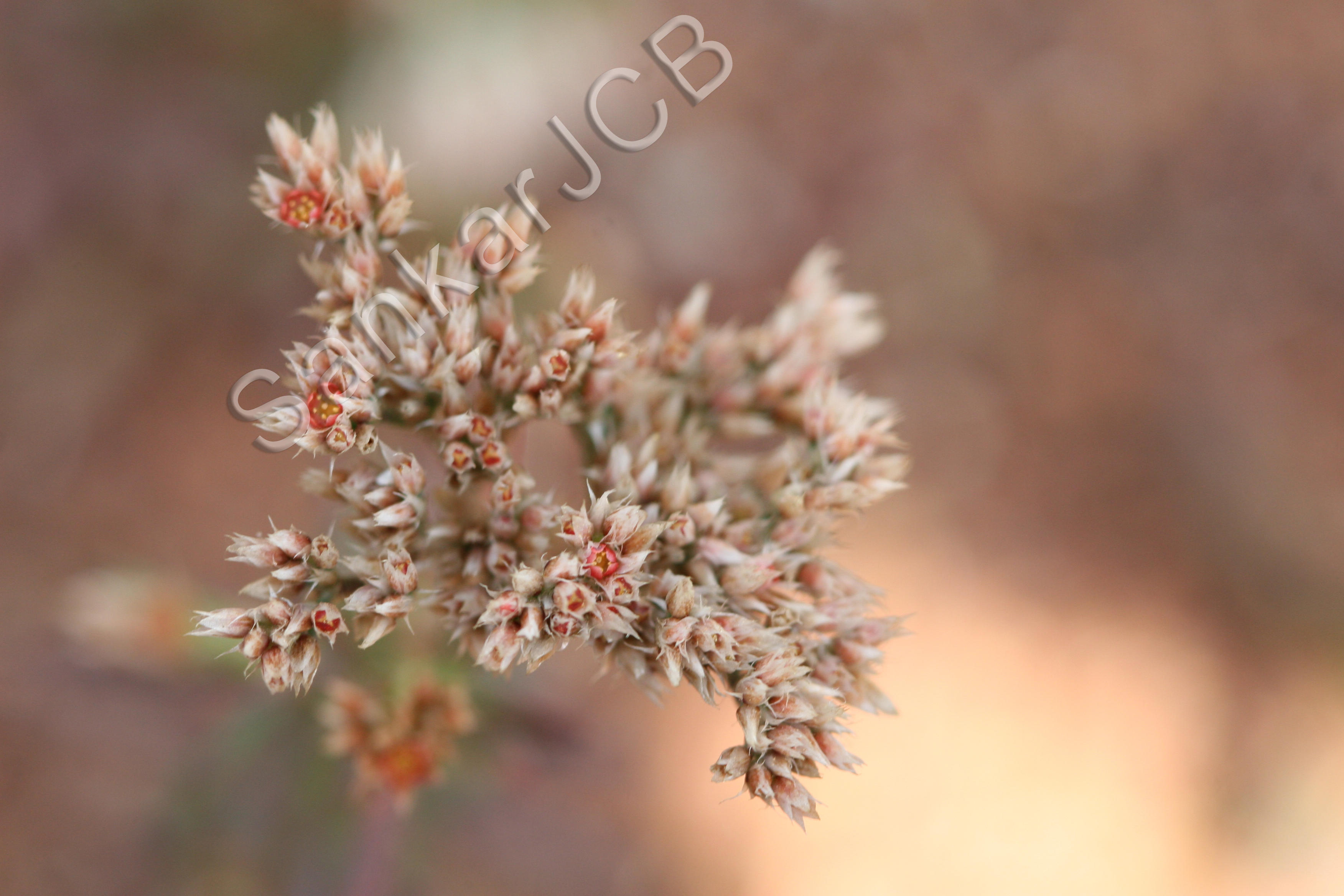 Herbarium JCB