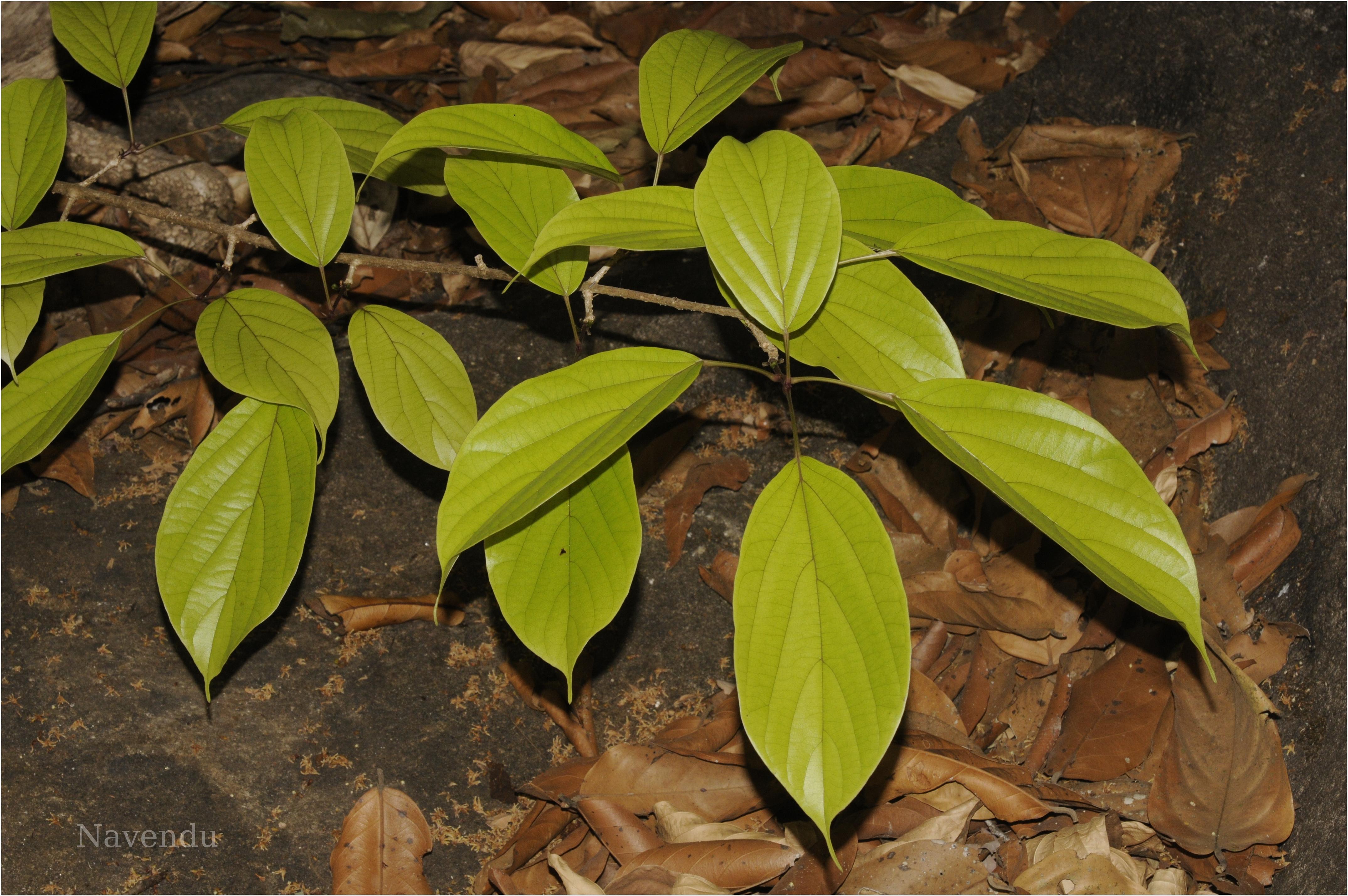 Herbarium JCB