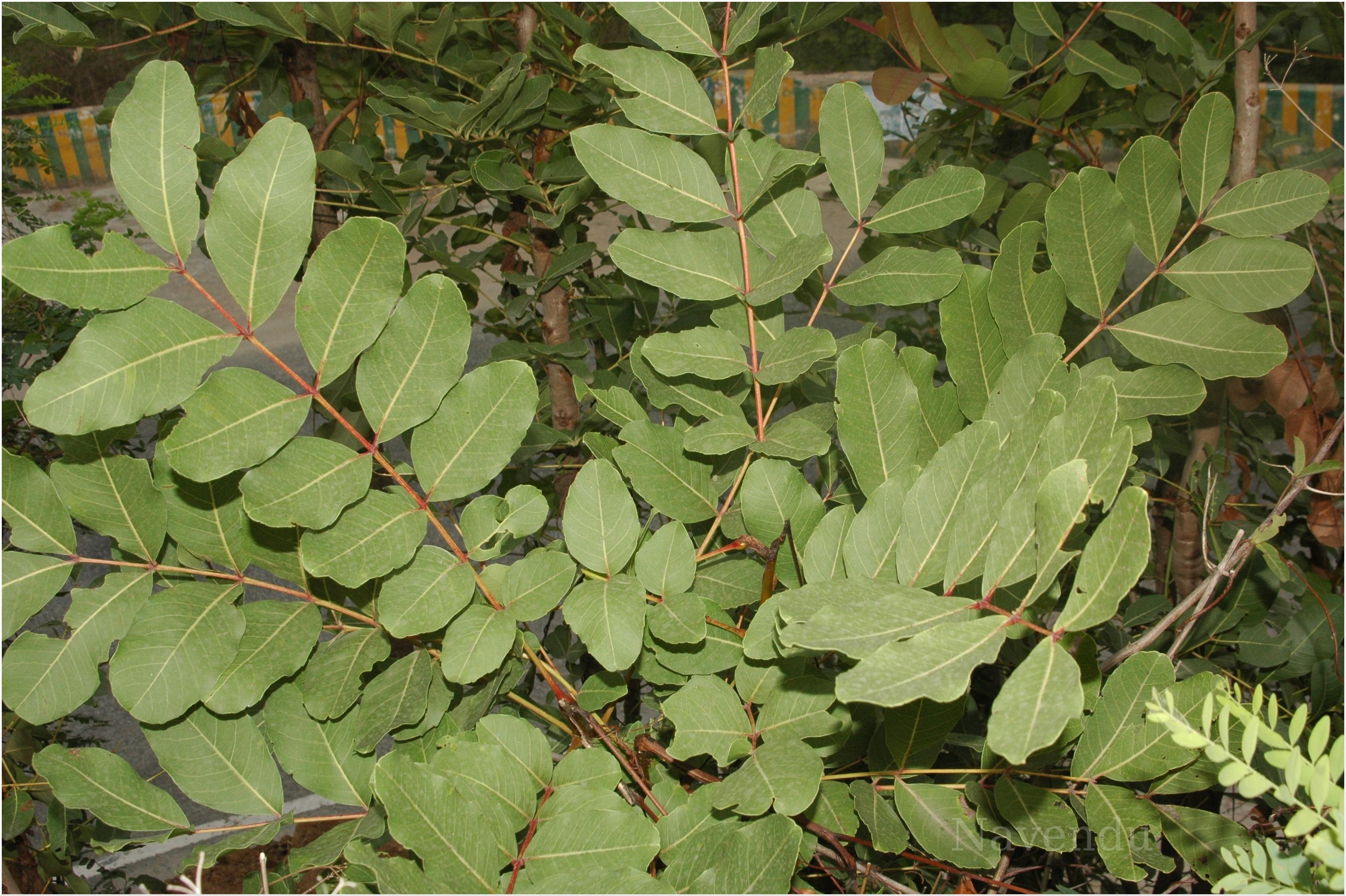Herbarium JCB