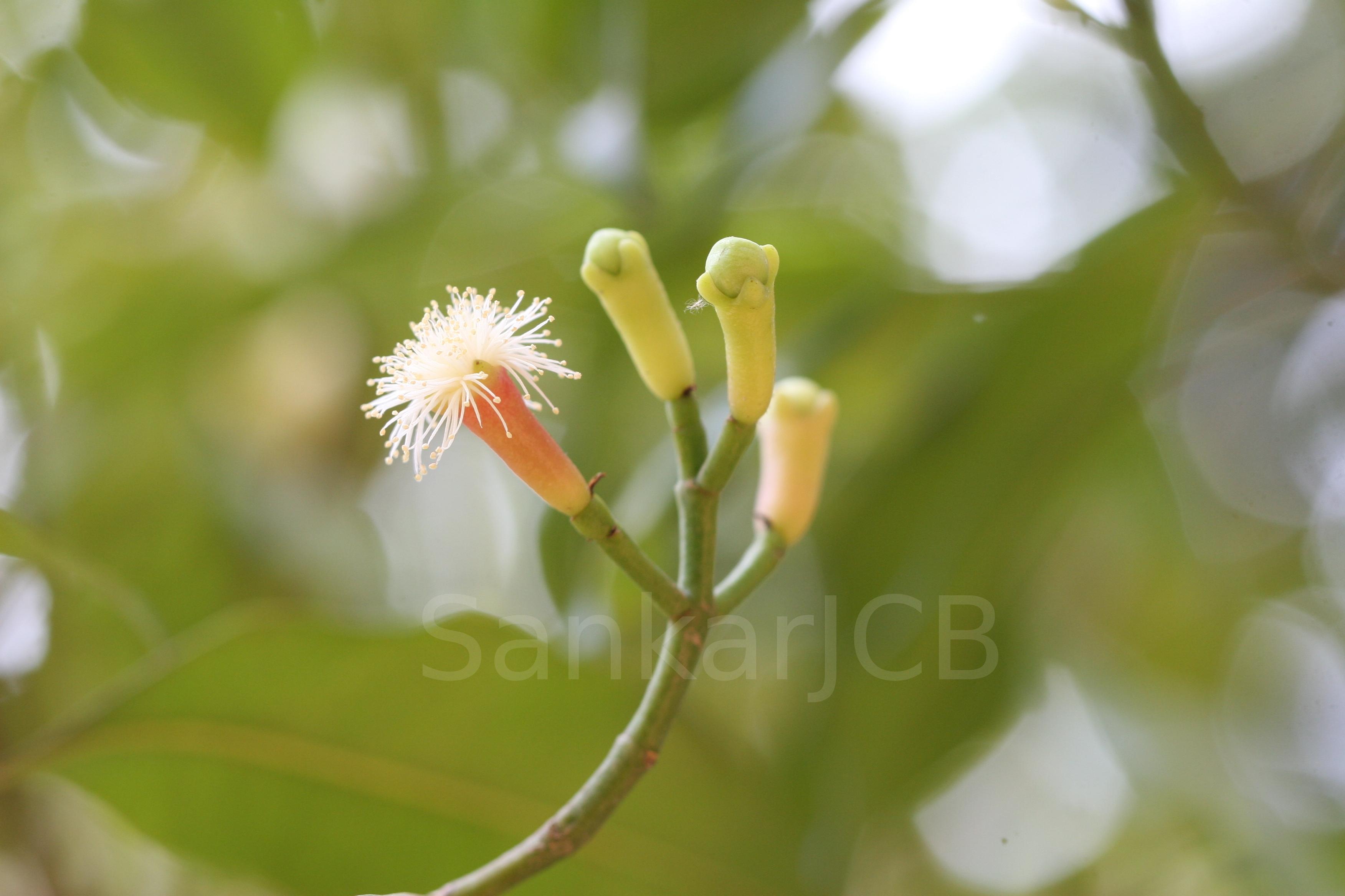 Herbarium JCB