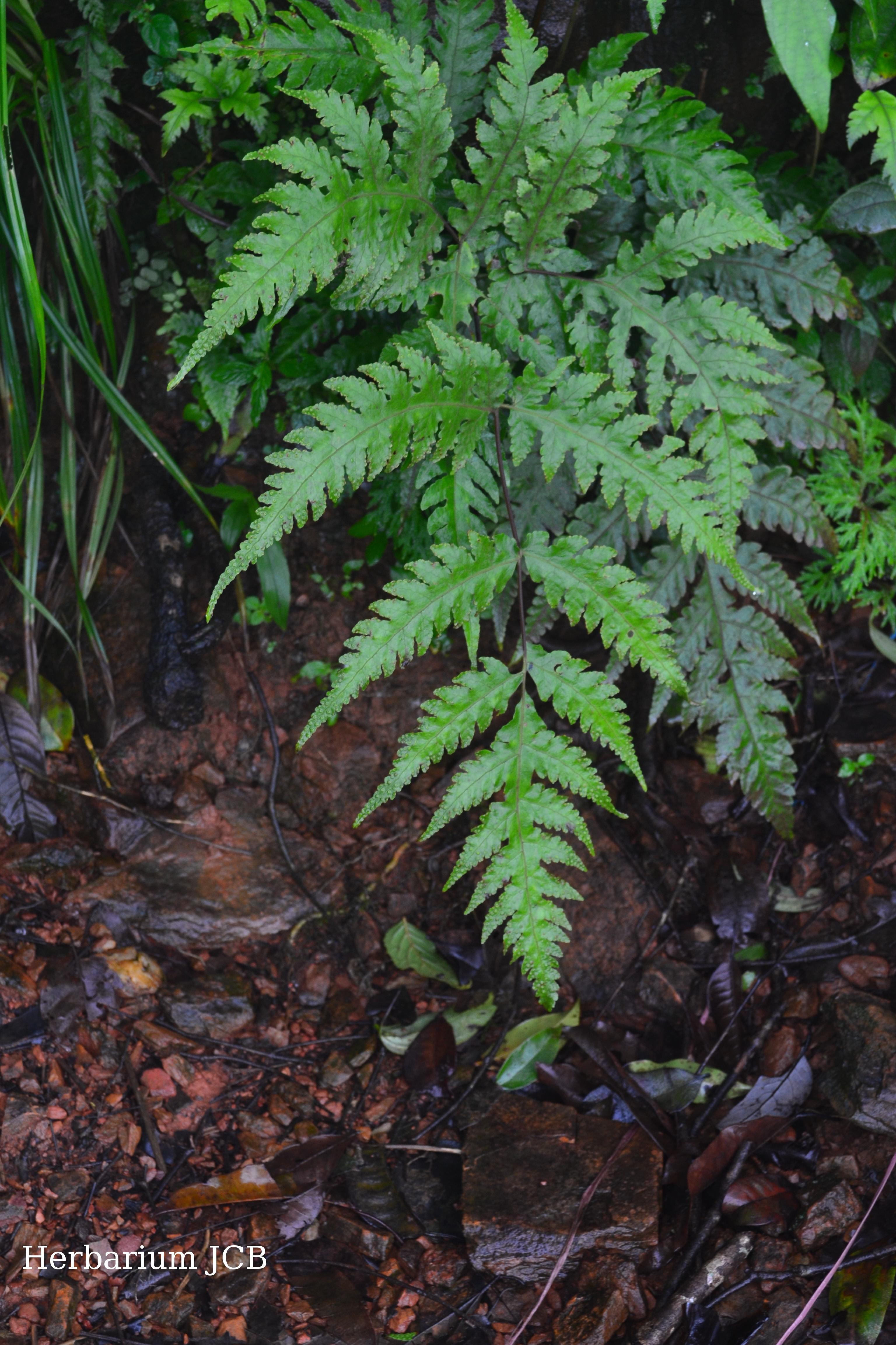 Herbarium JCB