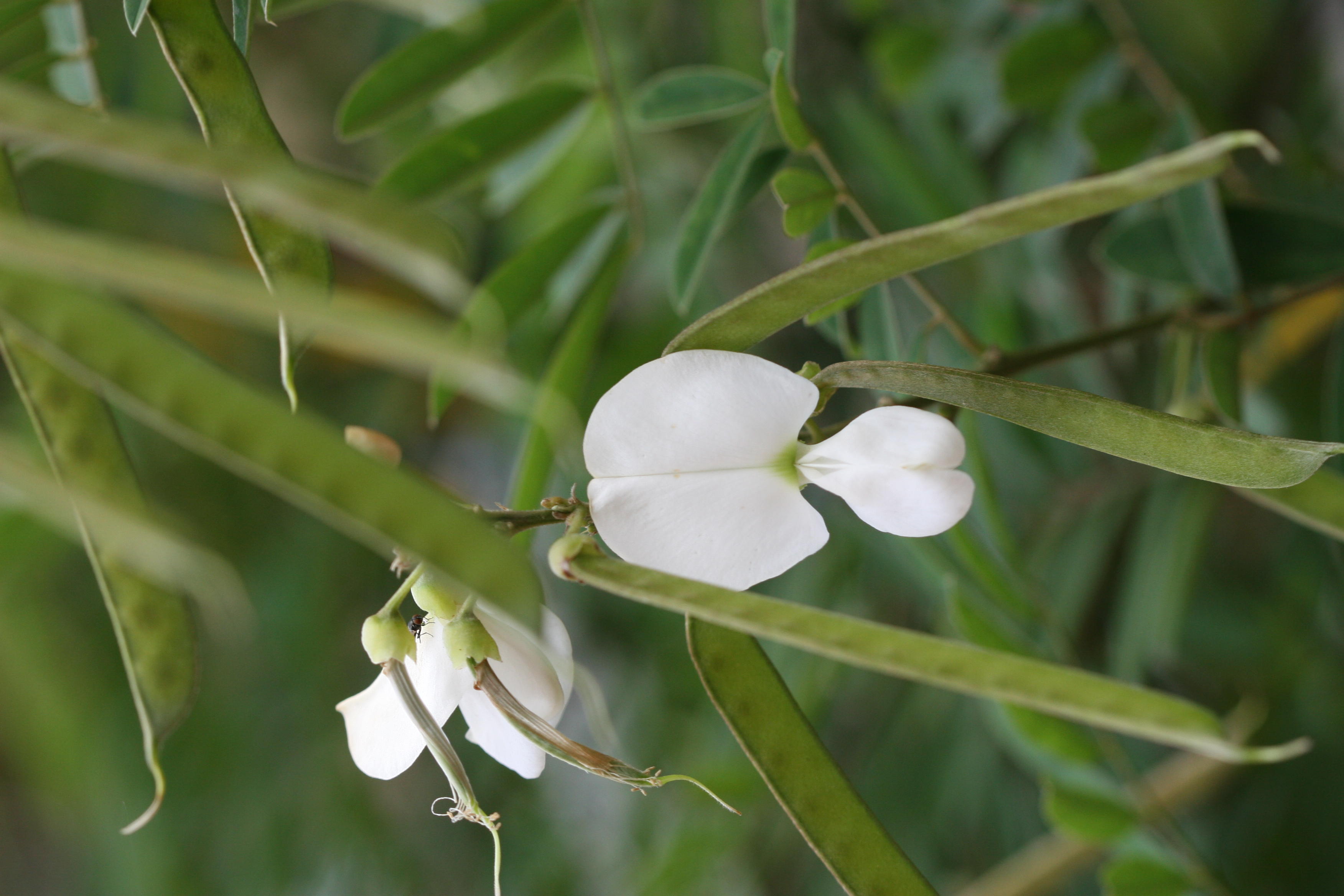 Herbarium JCB