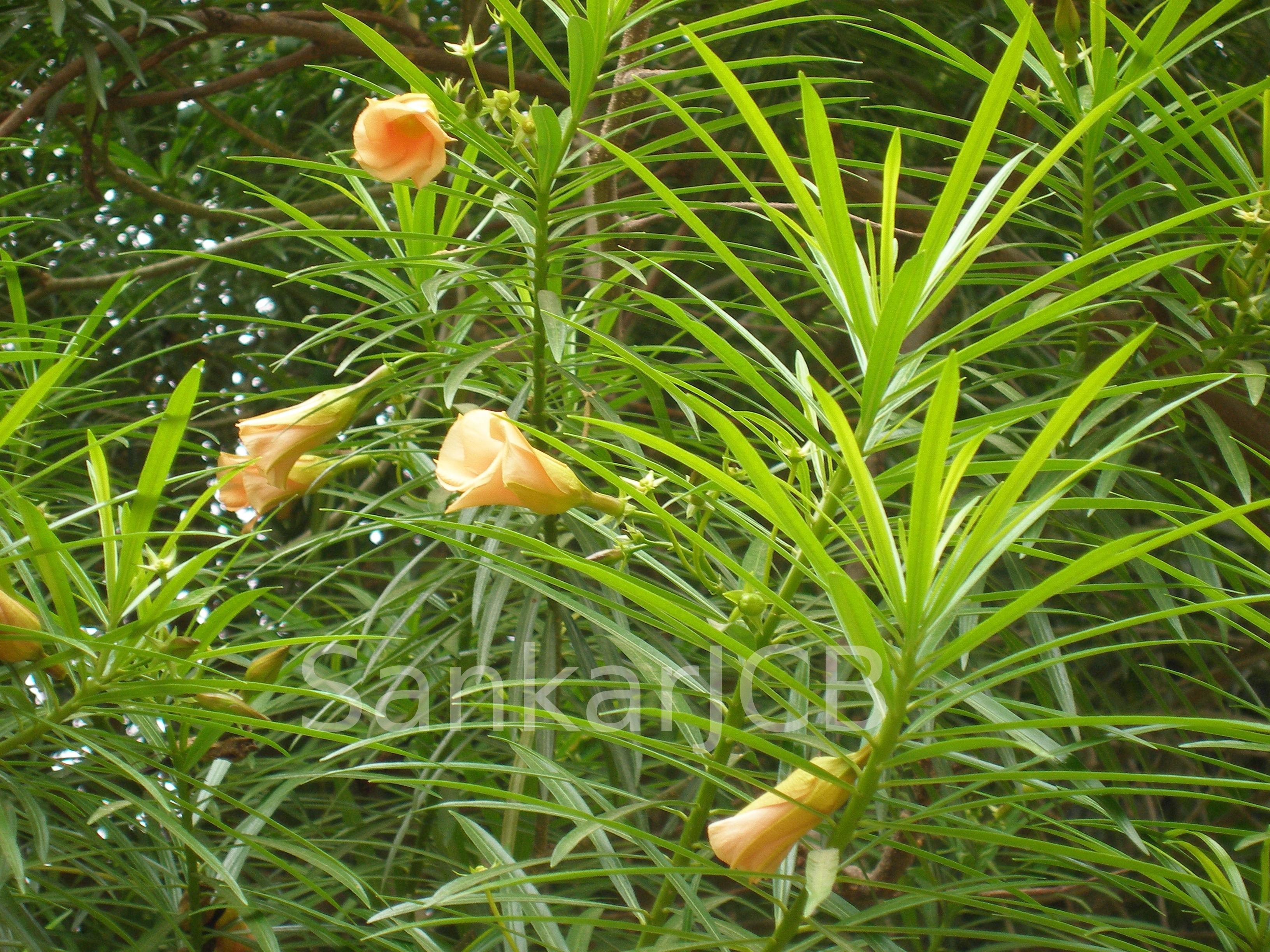 Herbarium JCB