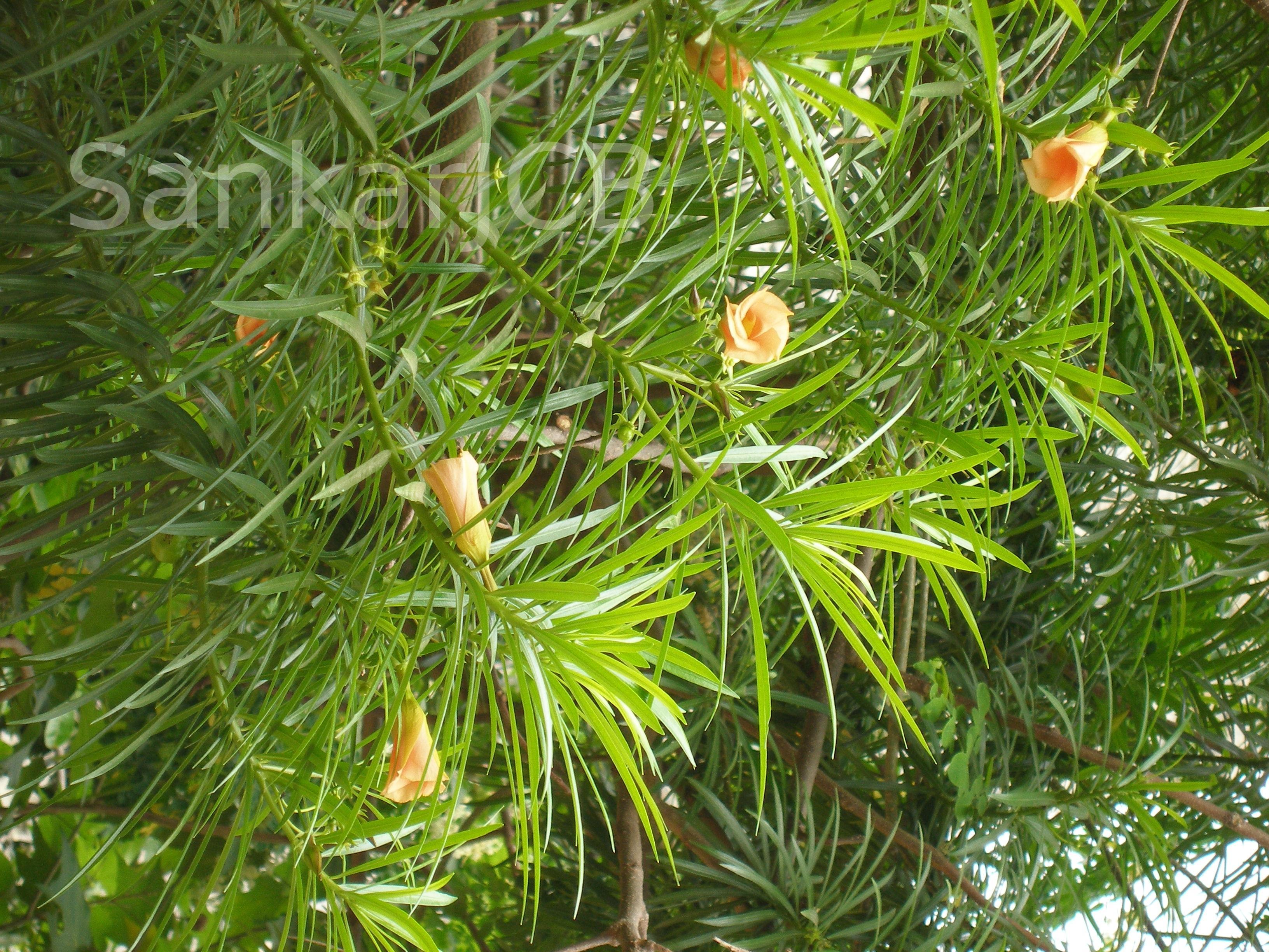 Herbarium JCB