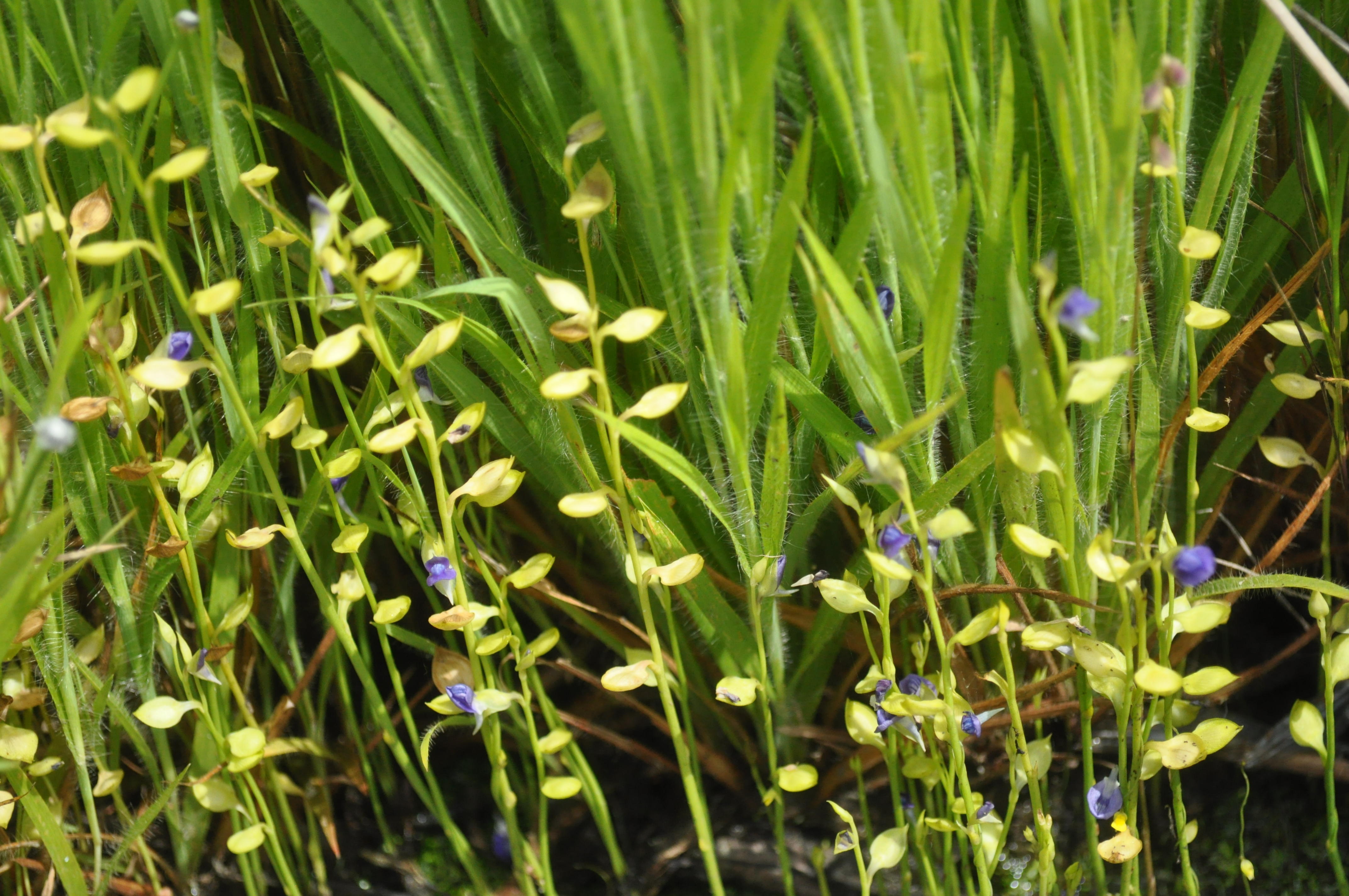 Herbarium JCB