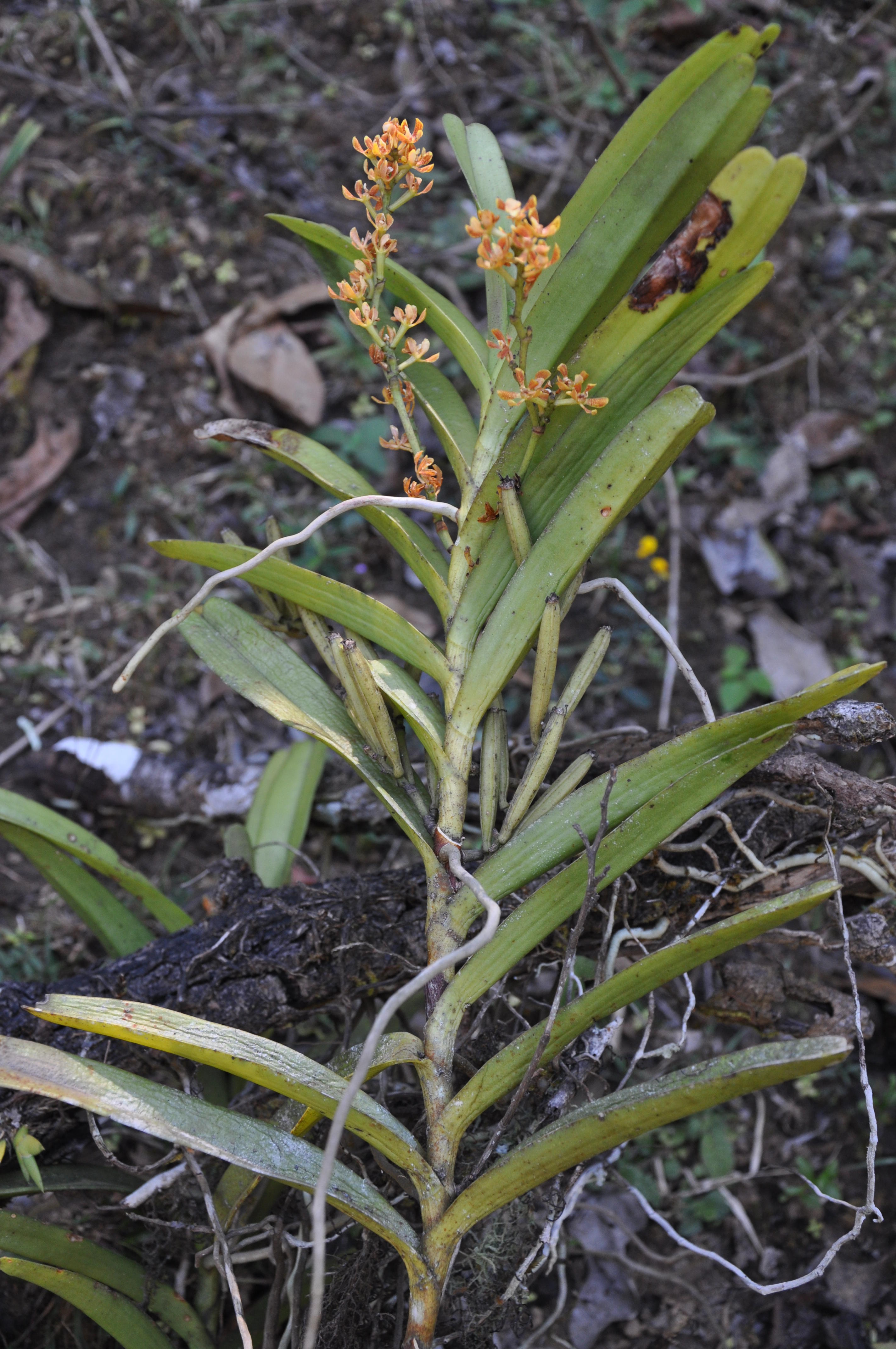 Herbarium JCB