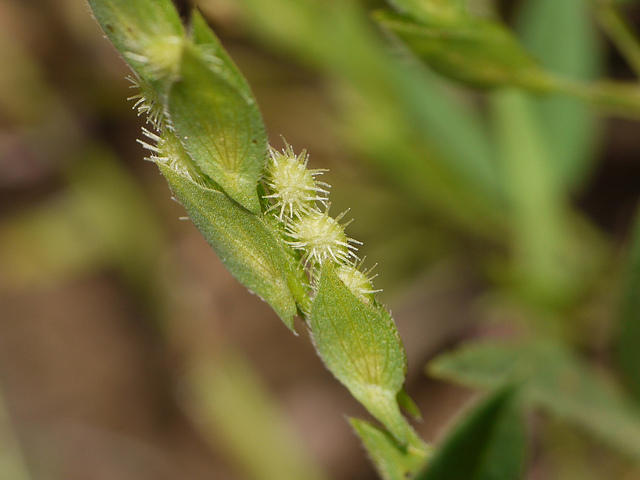 Herbarium JCB