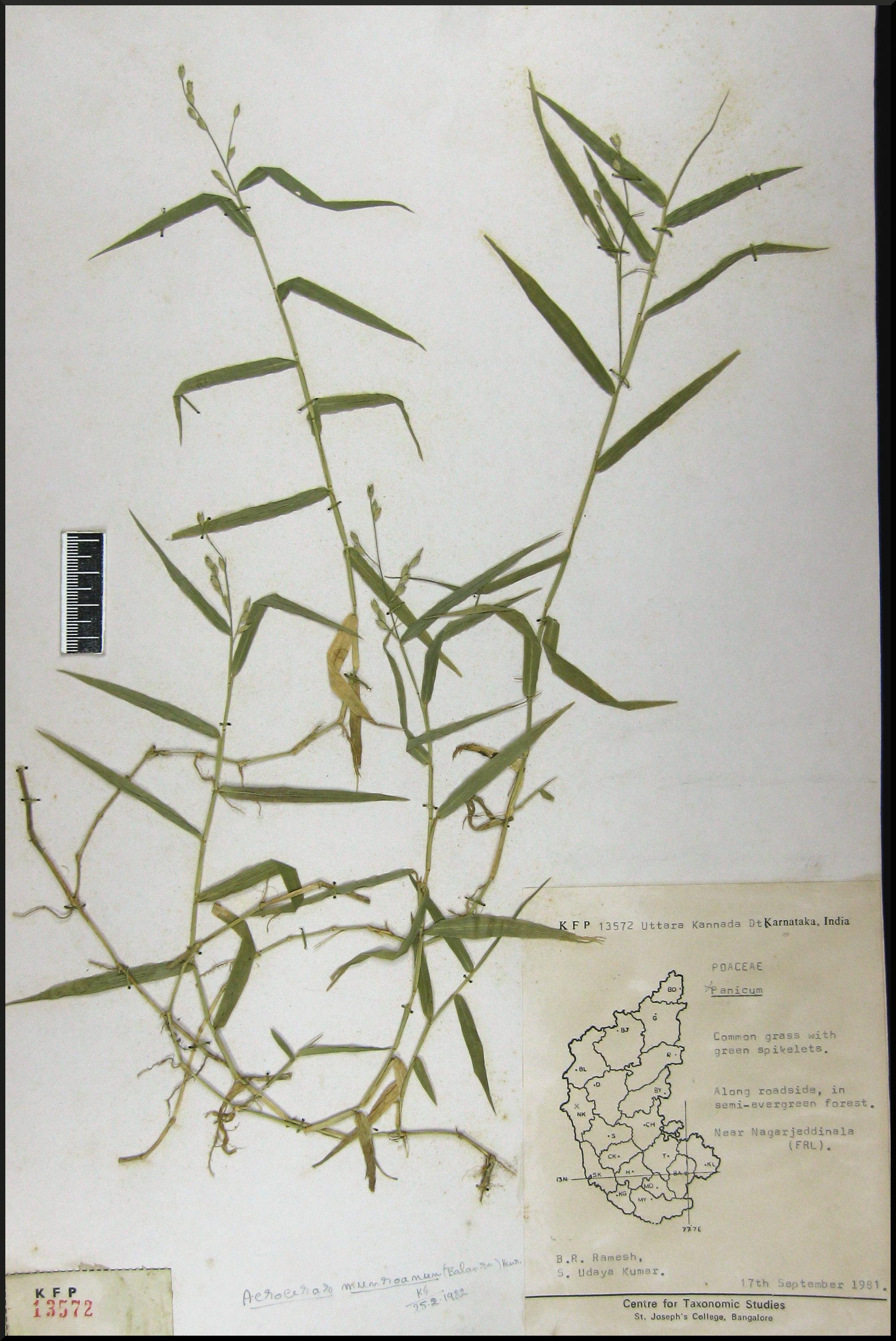Herbarium JCB