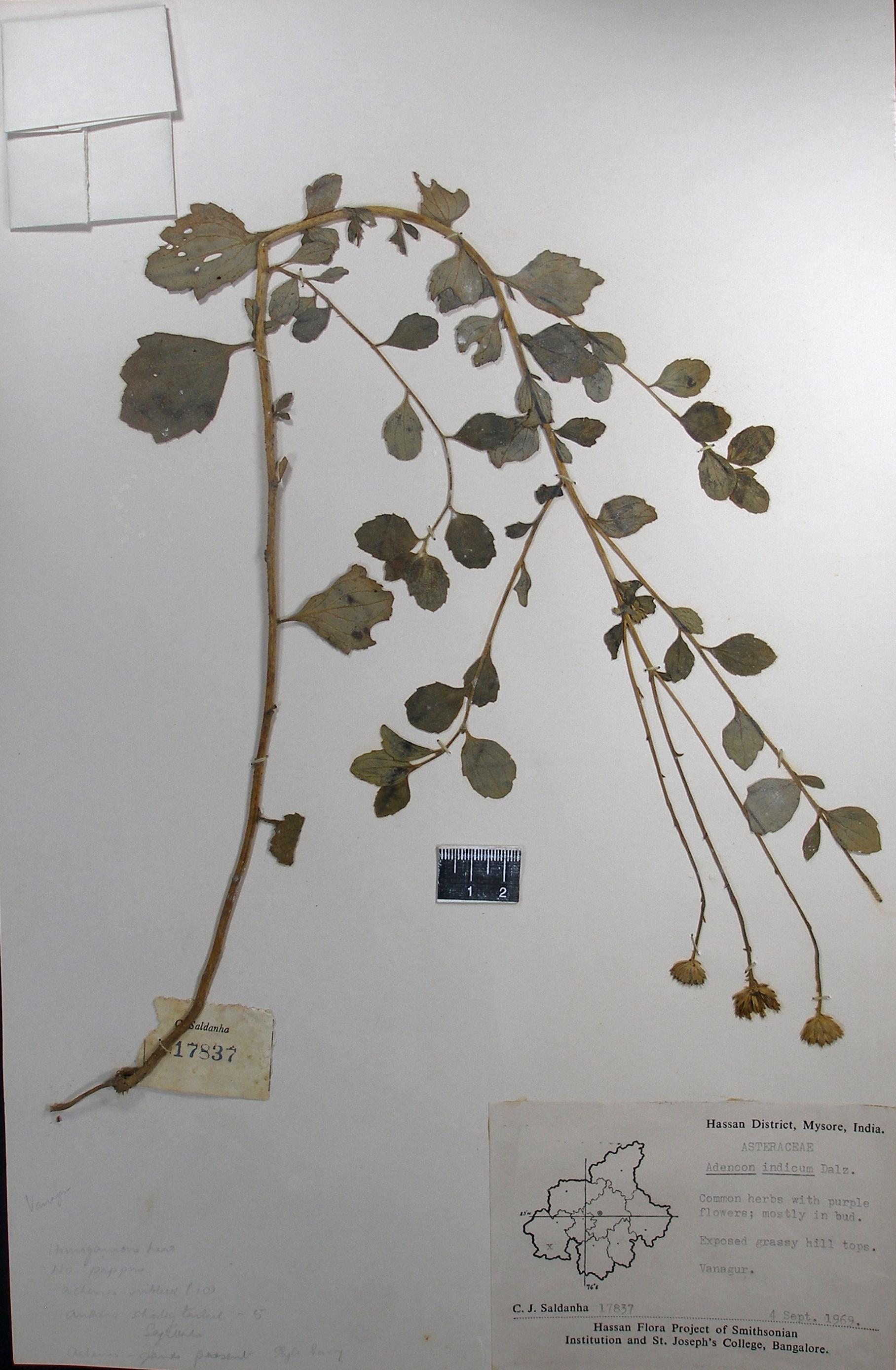Herbarium JCB