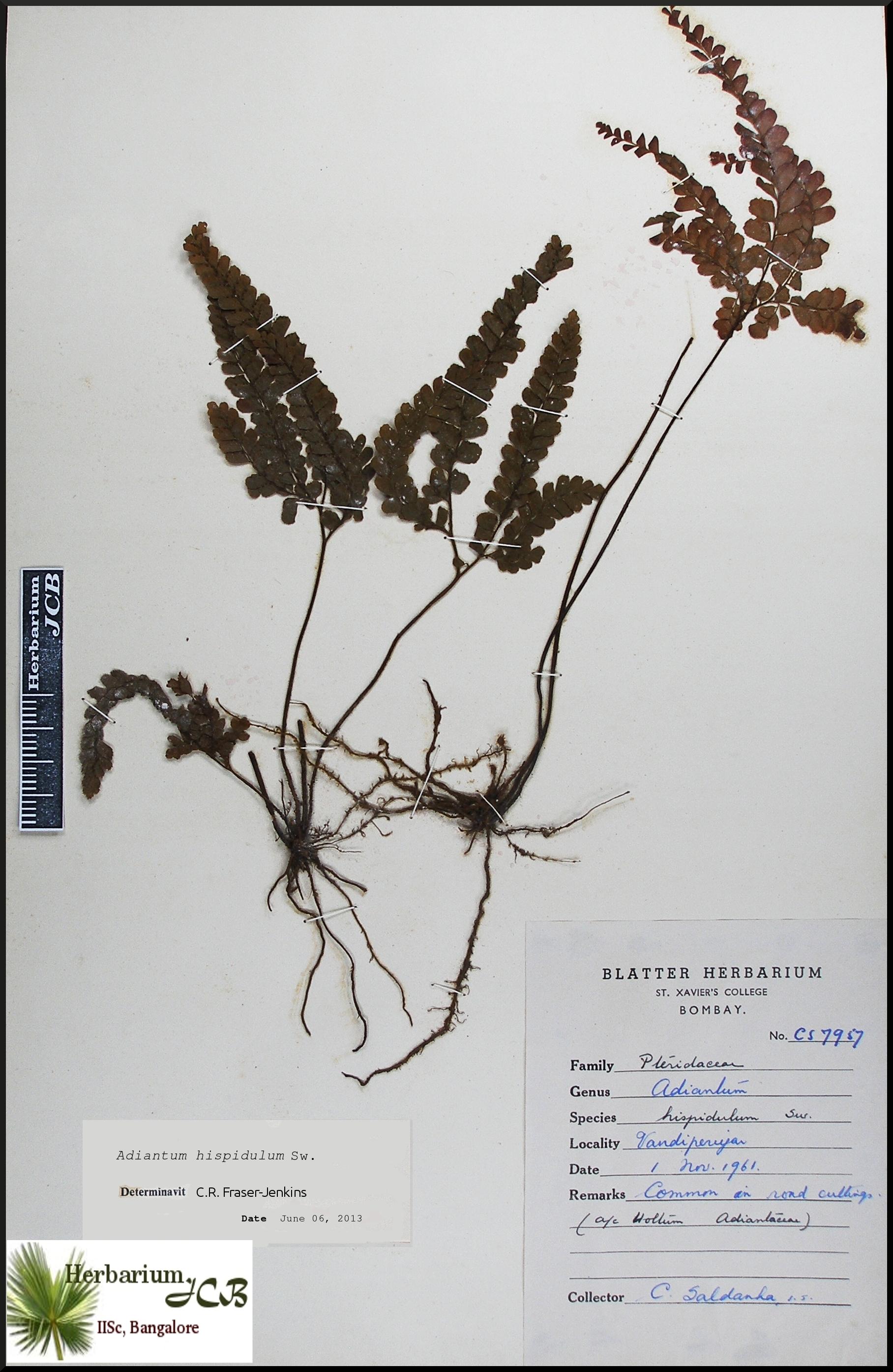 Herbarium JCB