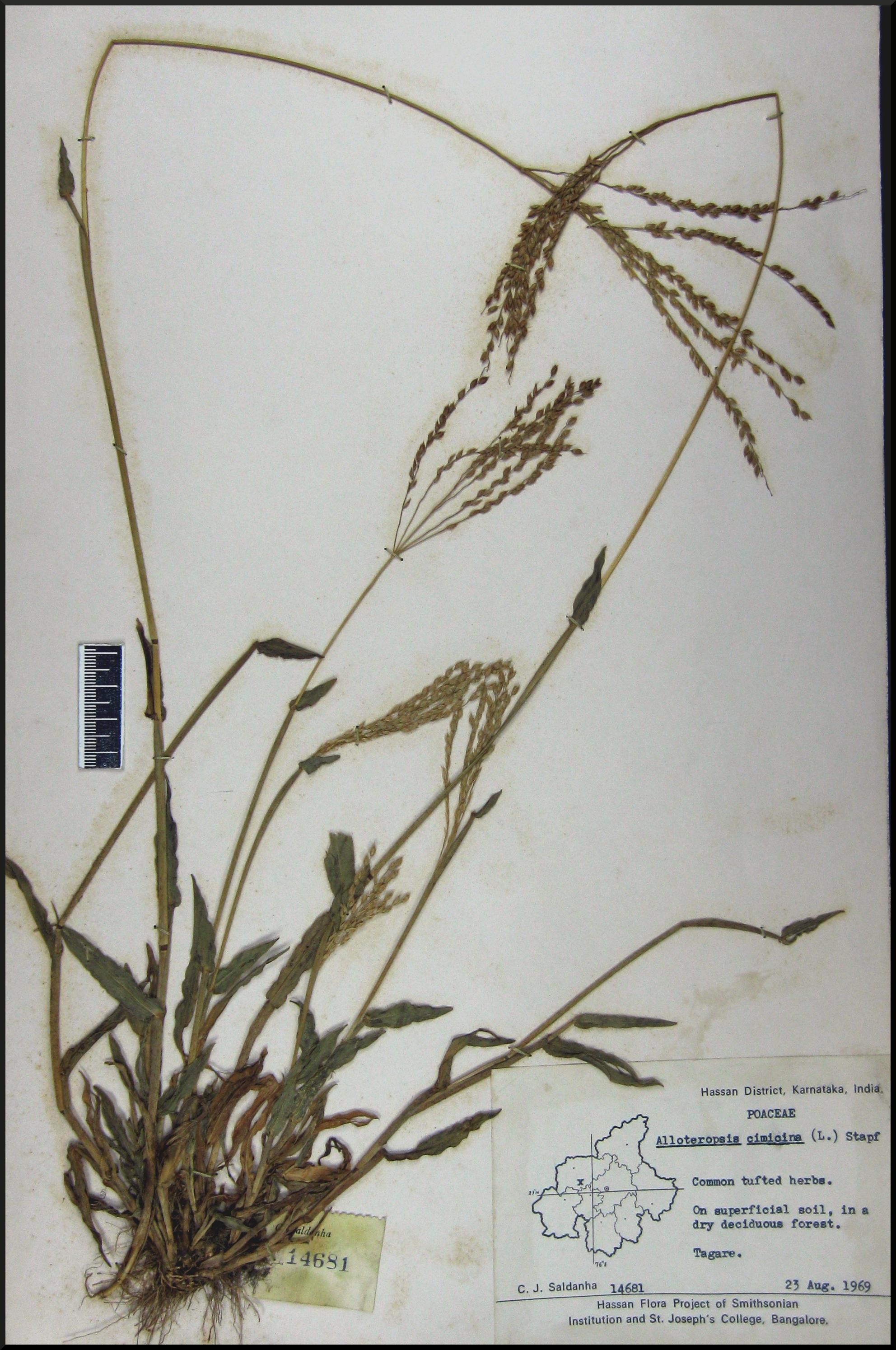Herbarium JCB