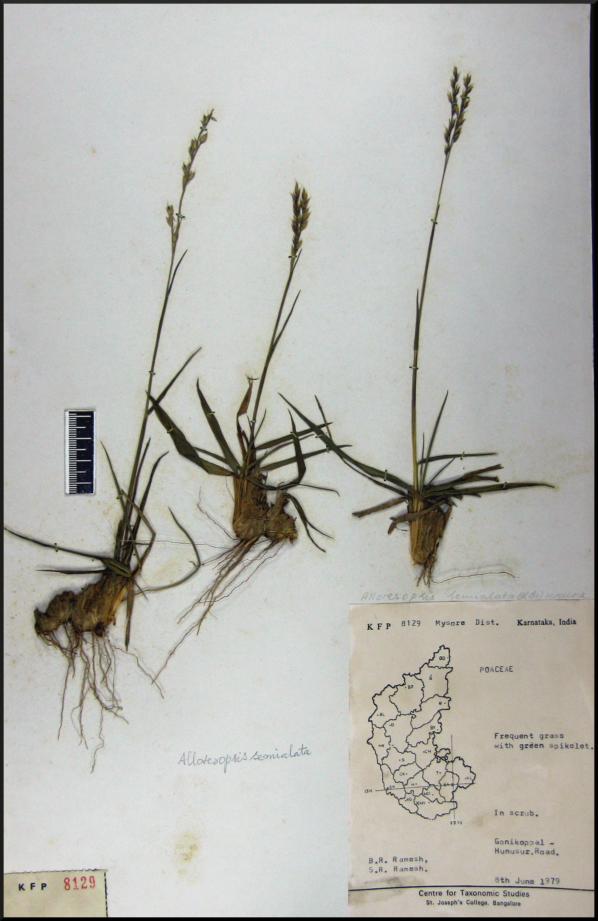 Herbarium JCB