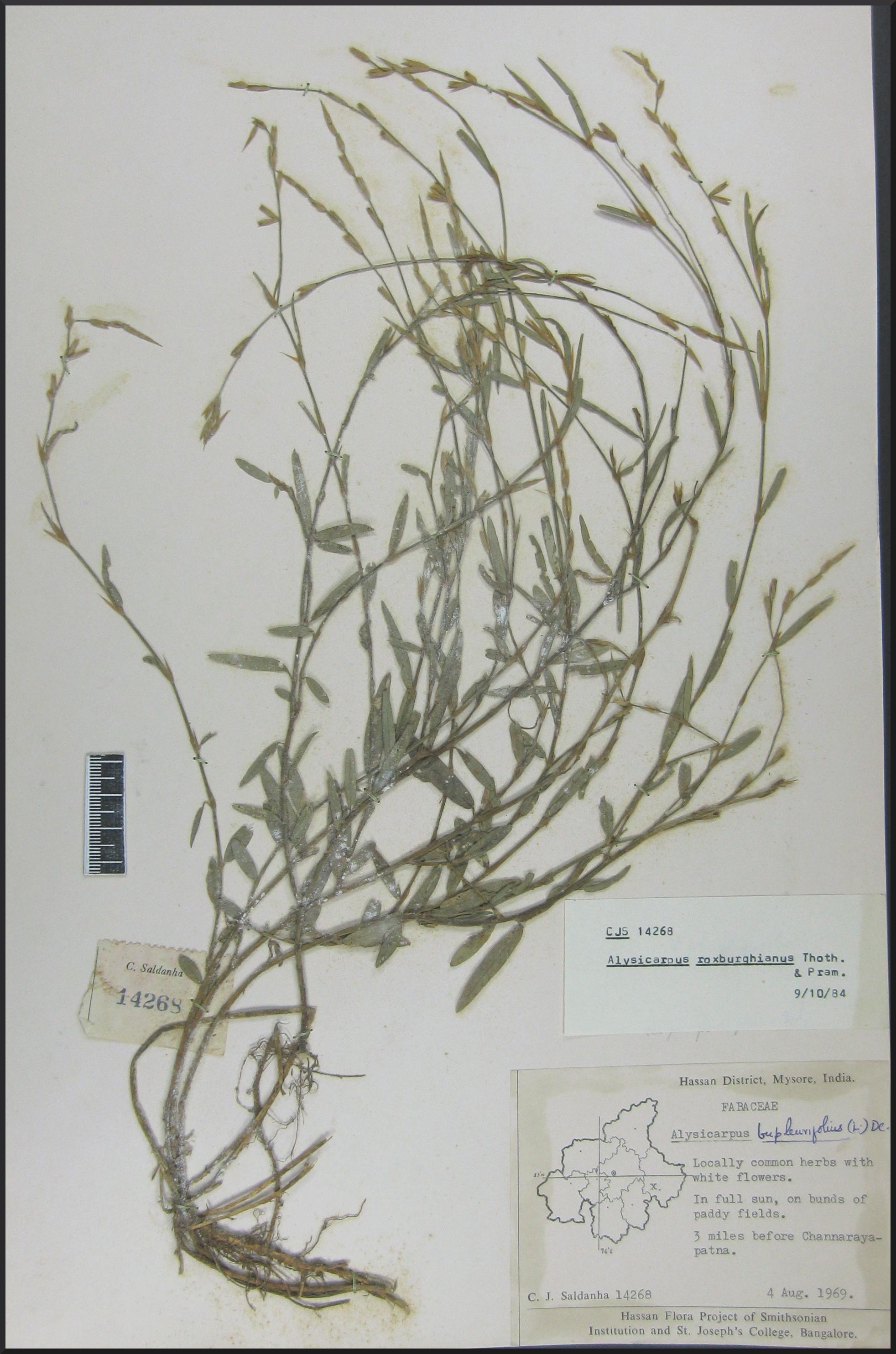Herbarium JCB