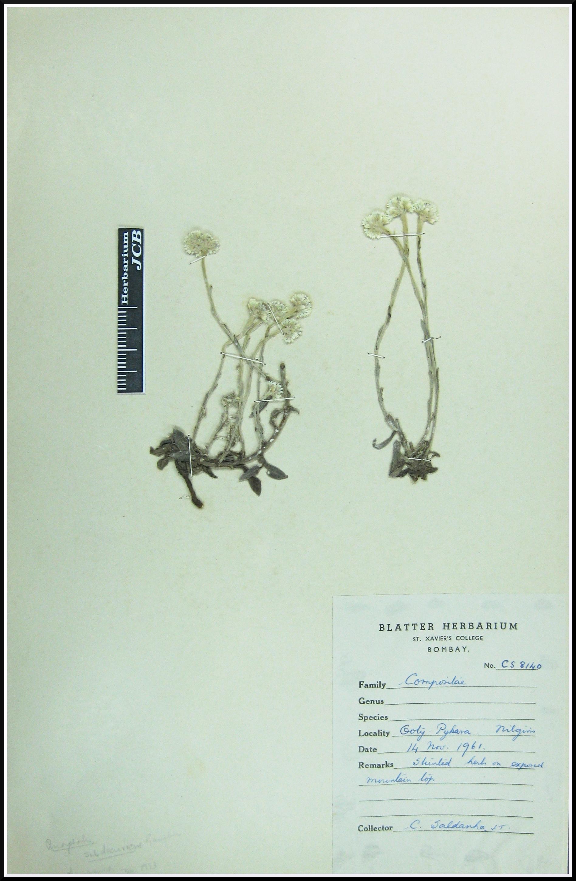Herbarium JCB