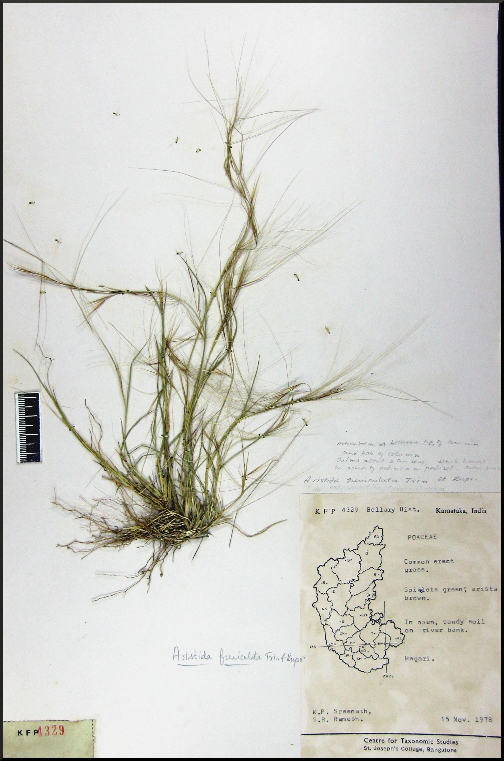Herbarium JCB