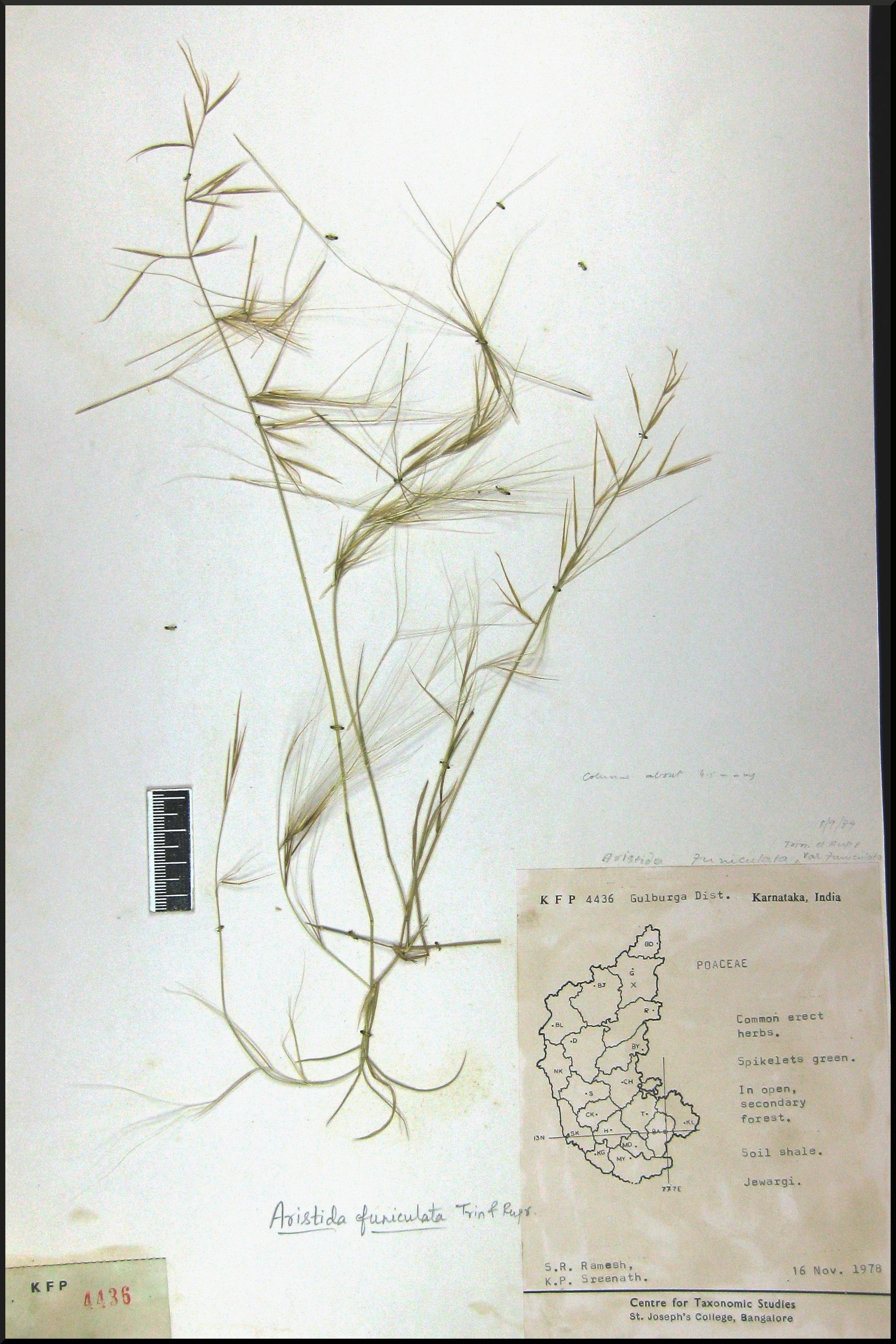 Herbarium JCB