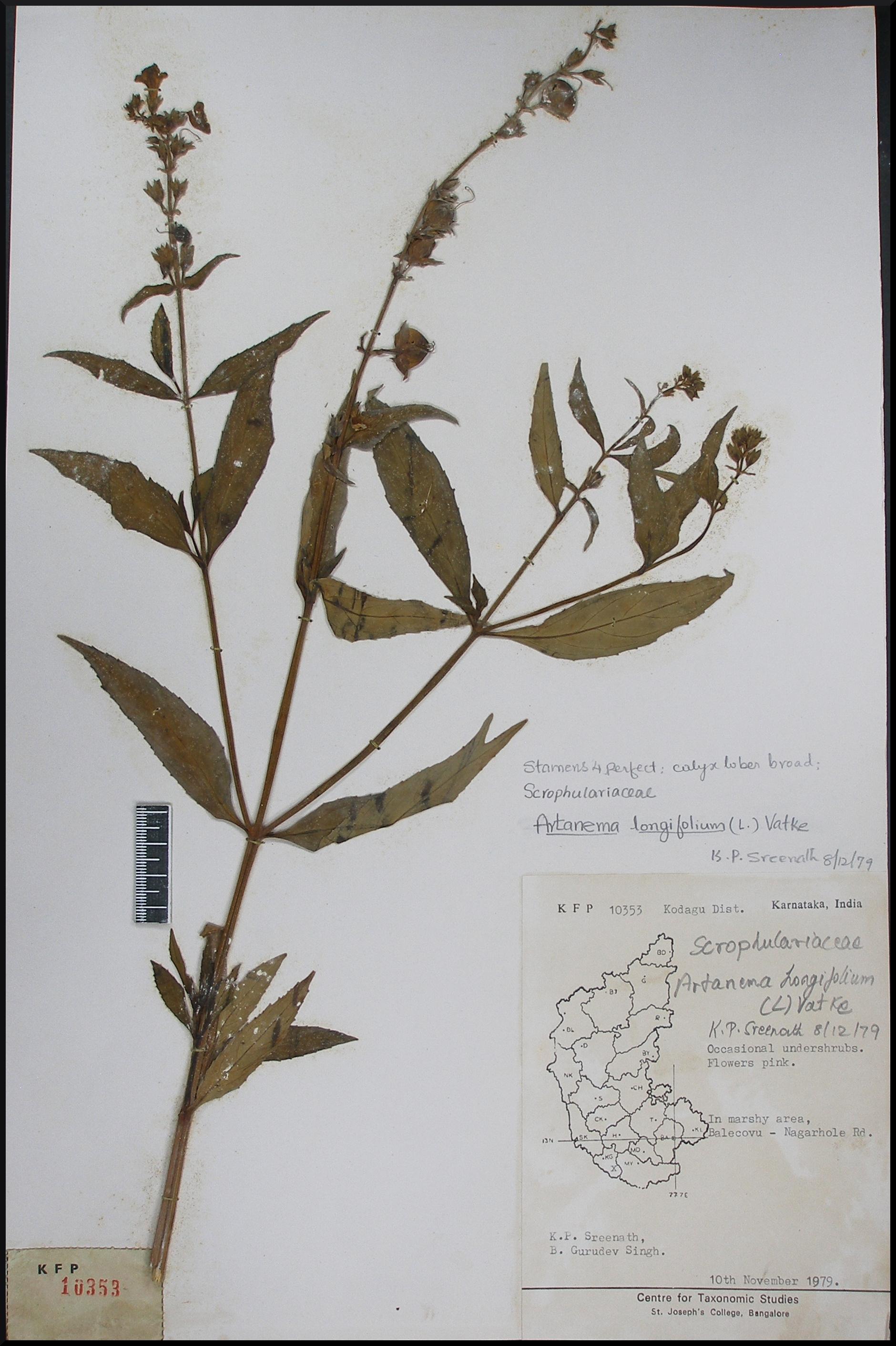 Herbarium JCB