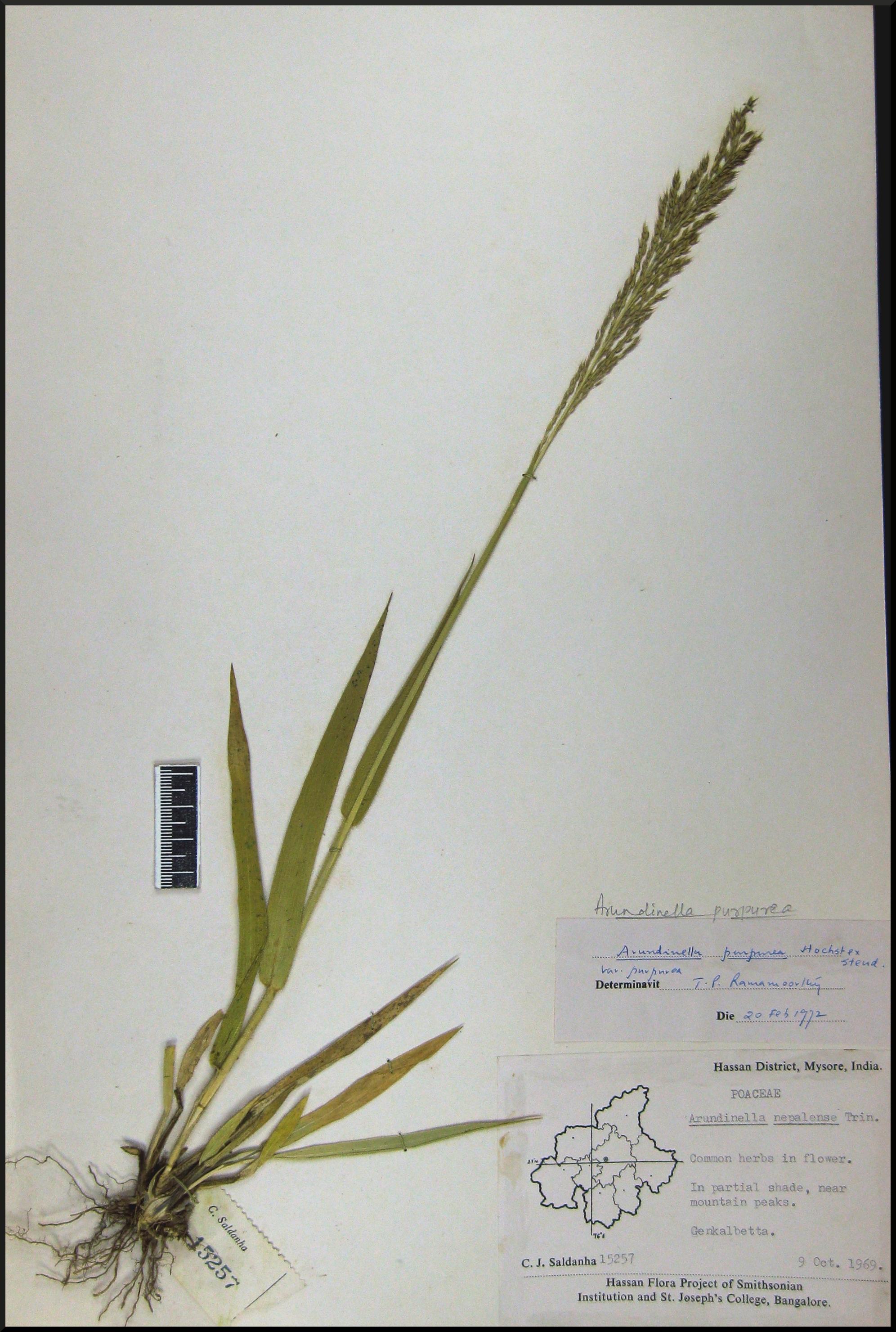 Herbarium JCB