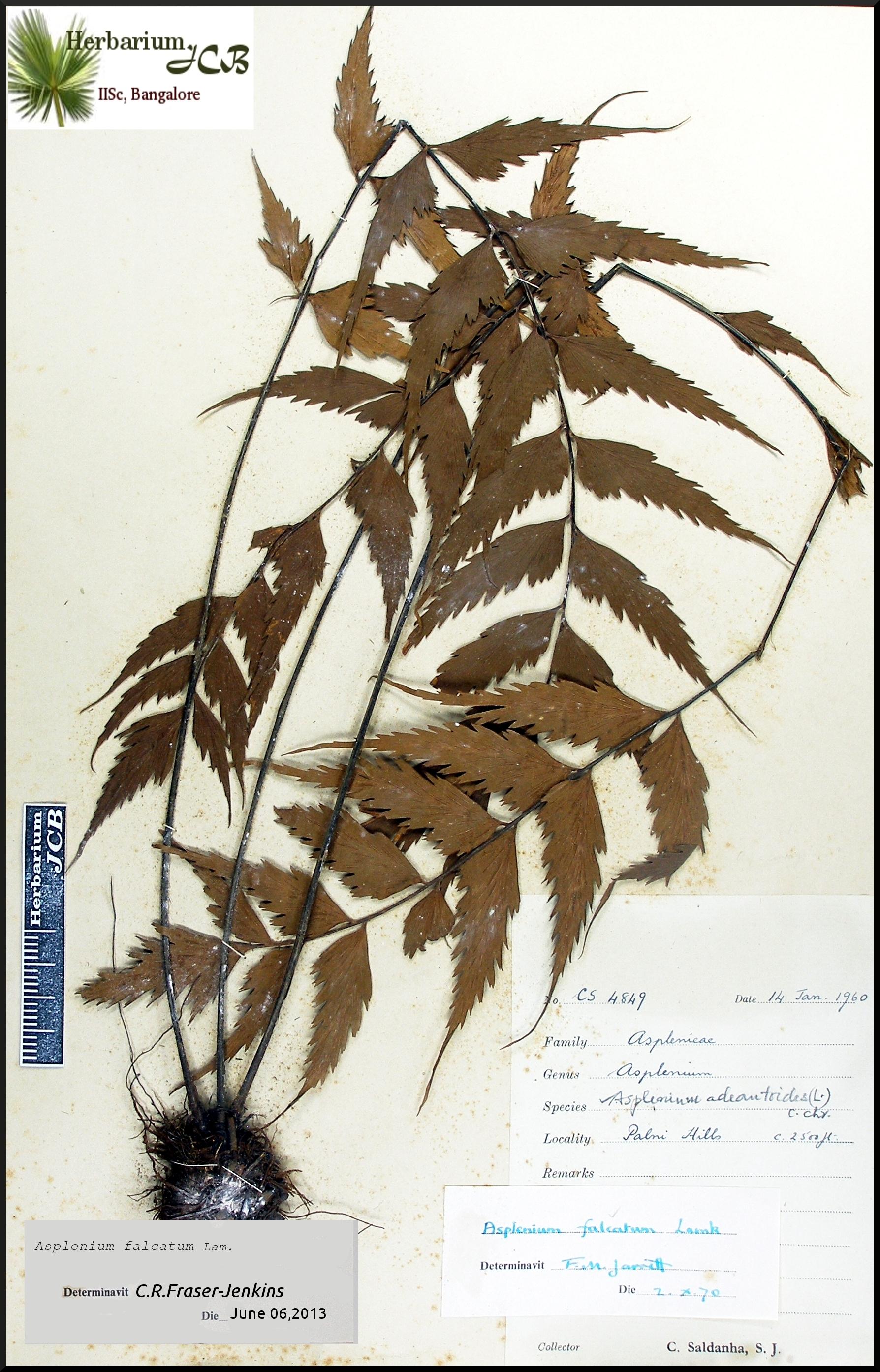 Herbarium JCB