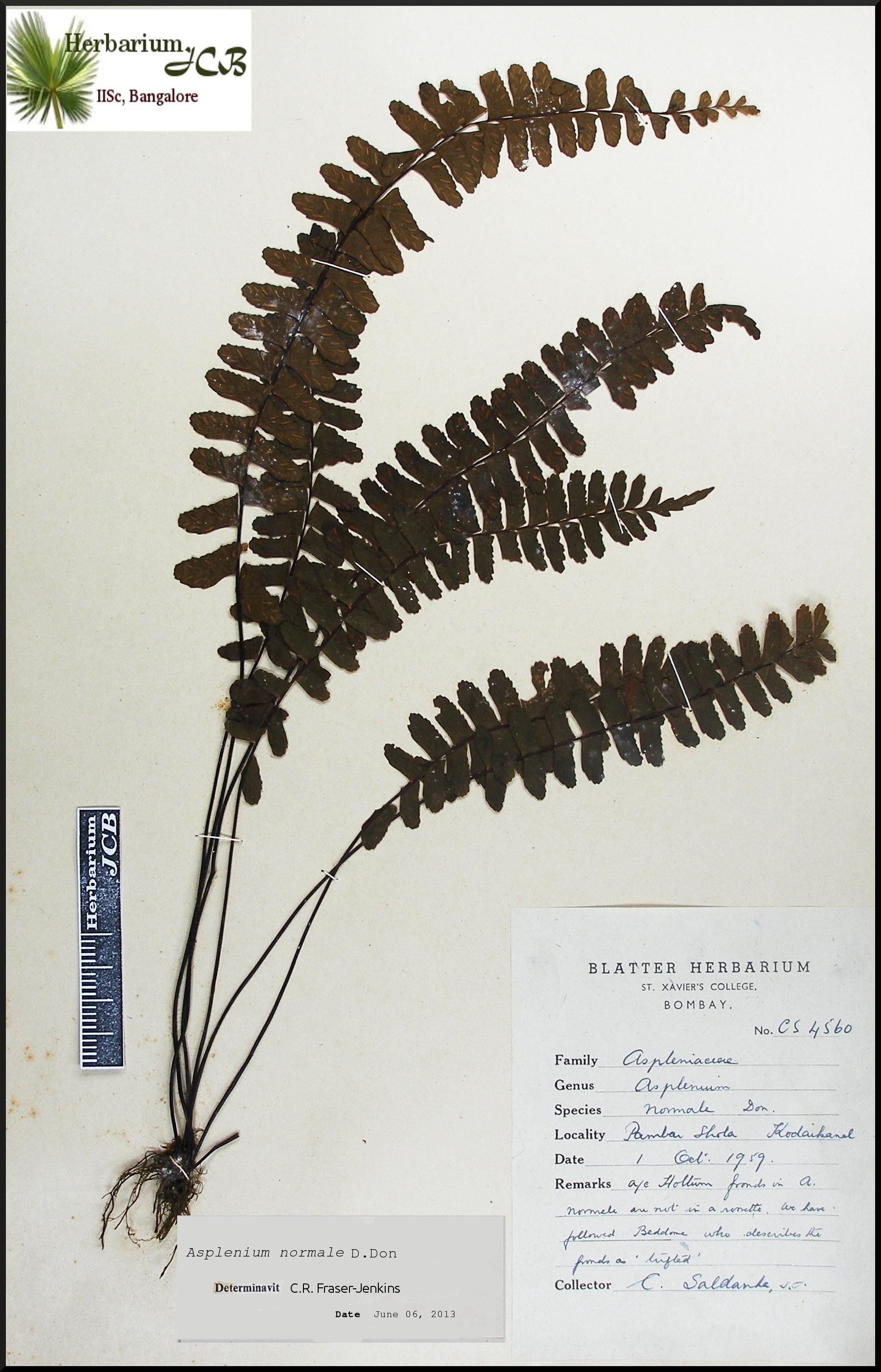 Herbarium JCB