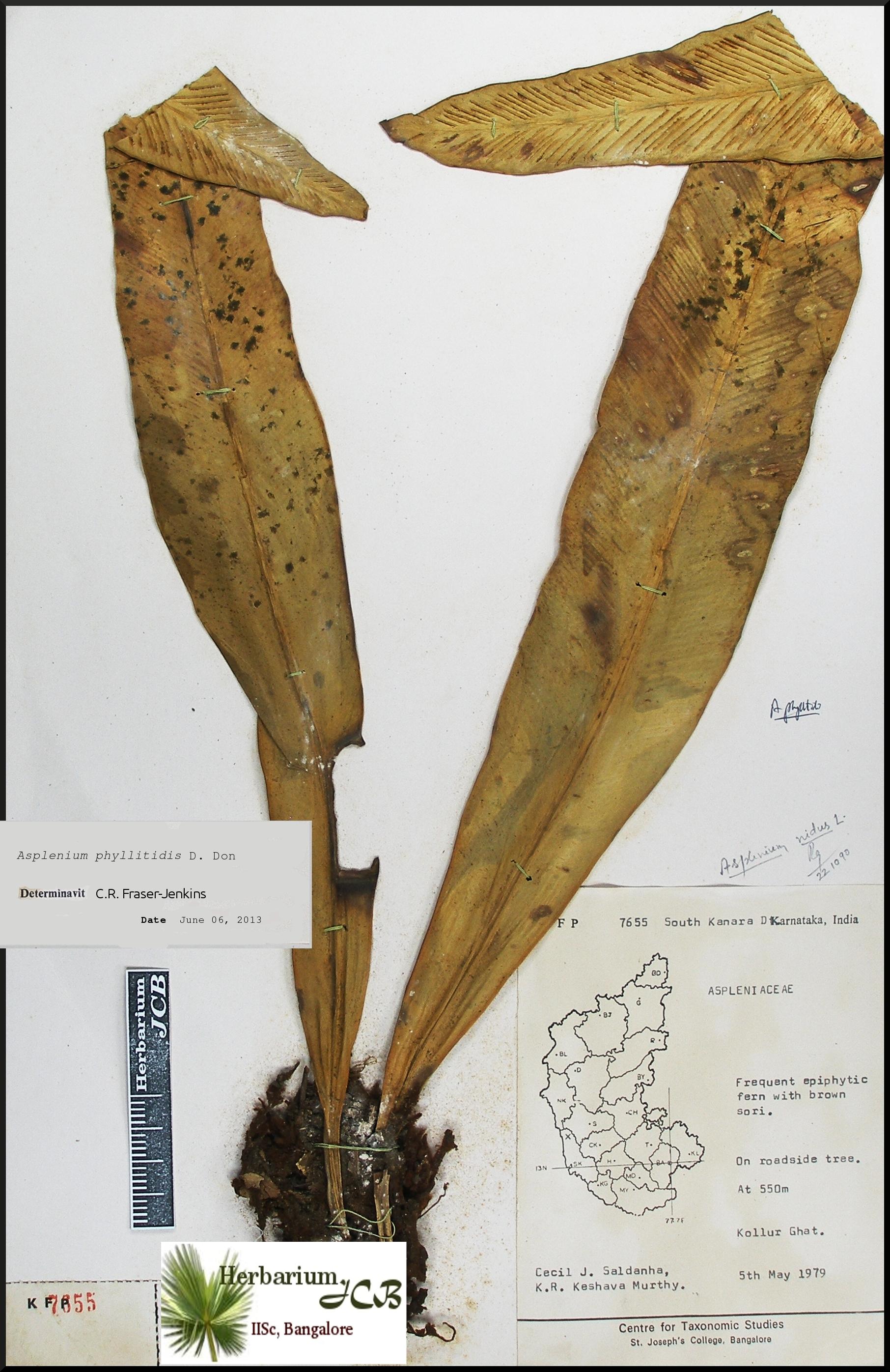 Herbarium JCB