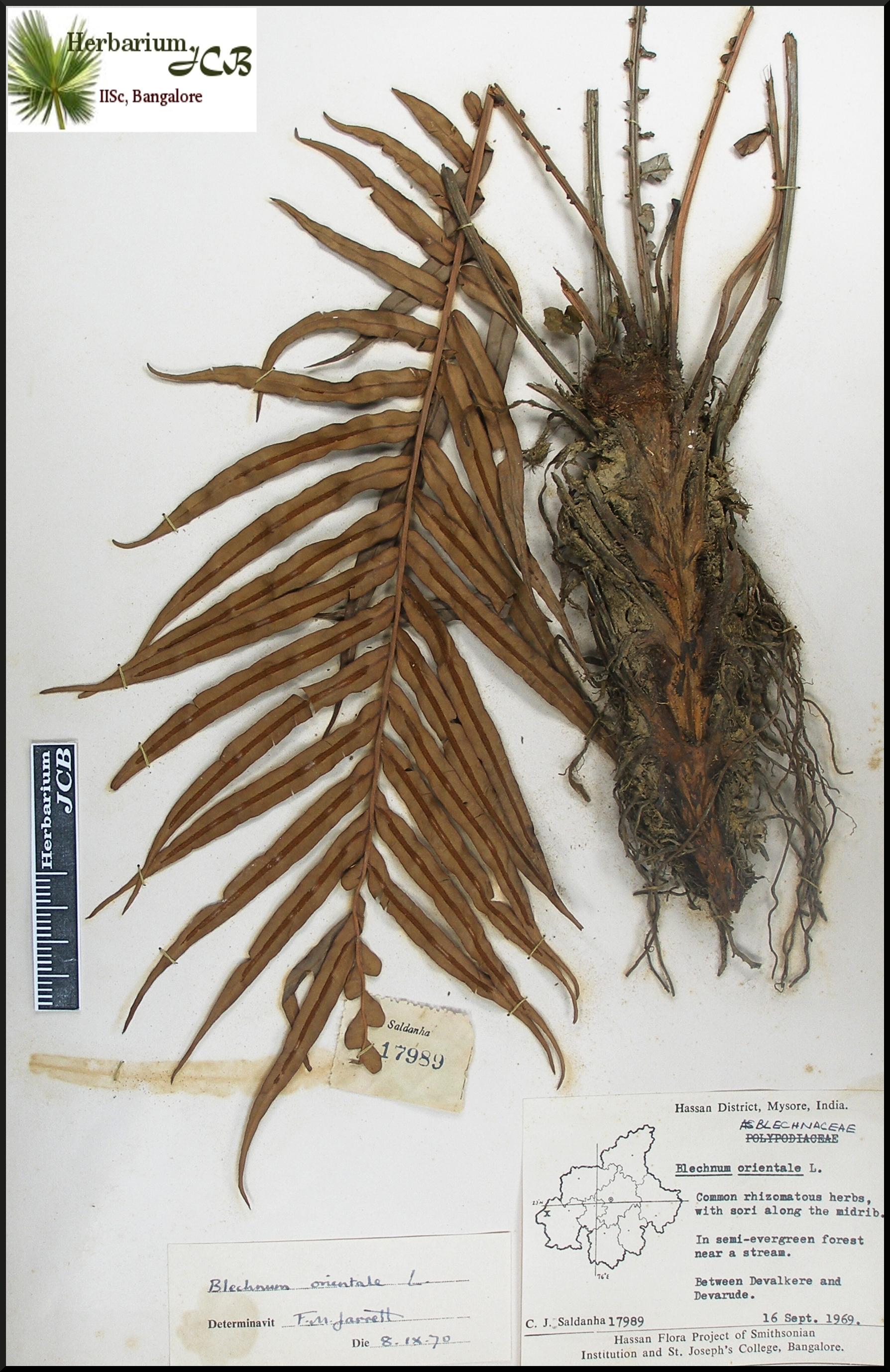 Herbarium JCB